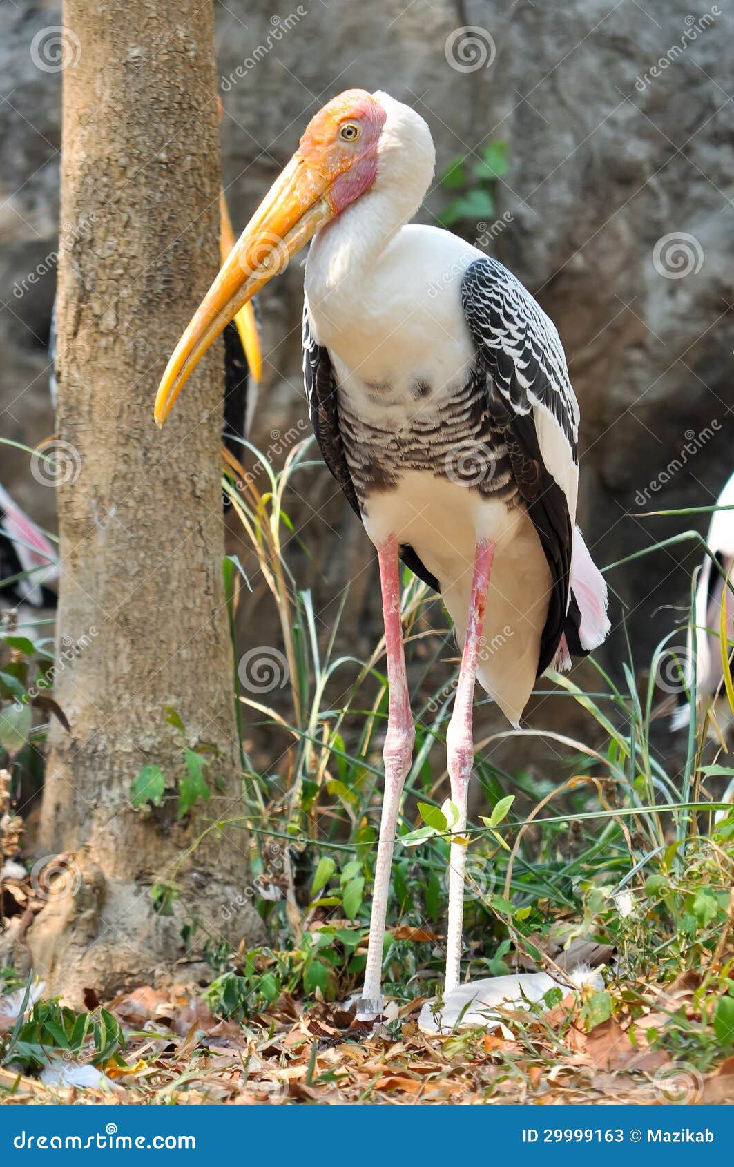 Painted Stork stock image. Image of closeup, asia, family - 29999163