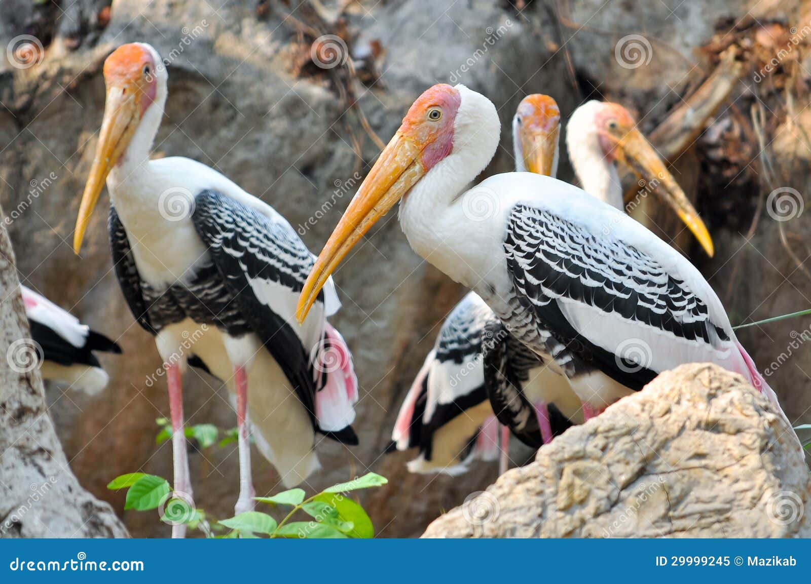 Painted Stork stock image. Image of nest, fauna, brown - 29999245
