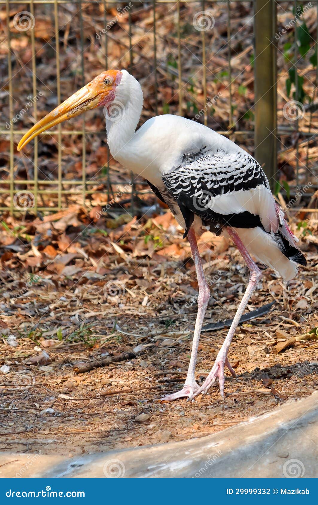 Painted Stork stock photo. Image of family, asia, feeding - 29999332