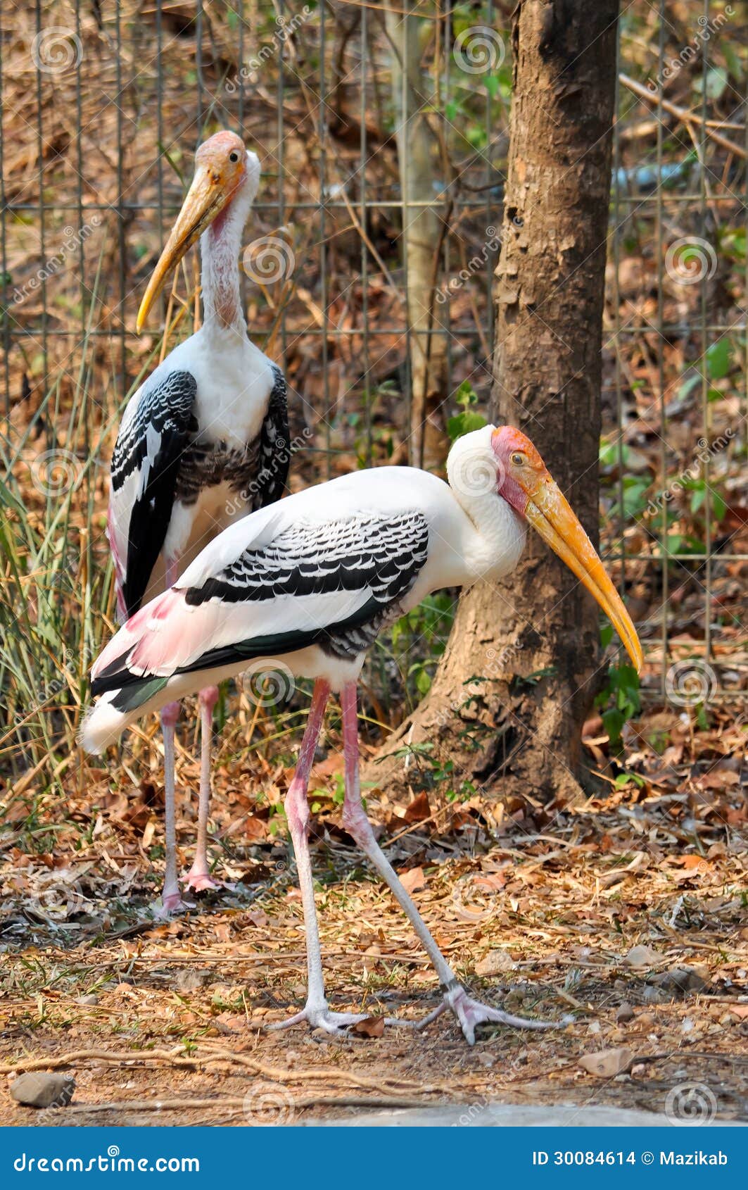 Painted Stork stock photo. Image of marabu, beak, lake - 30084614