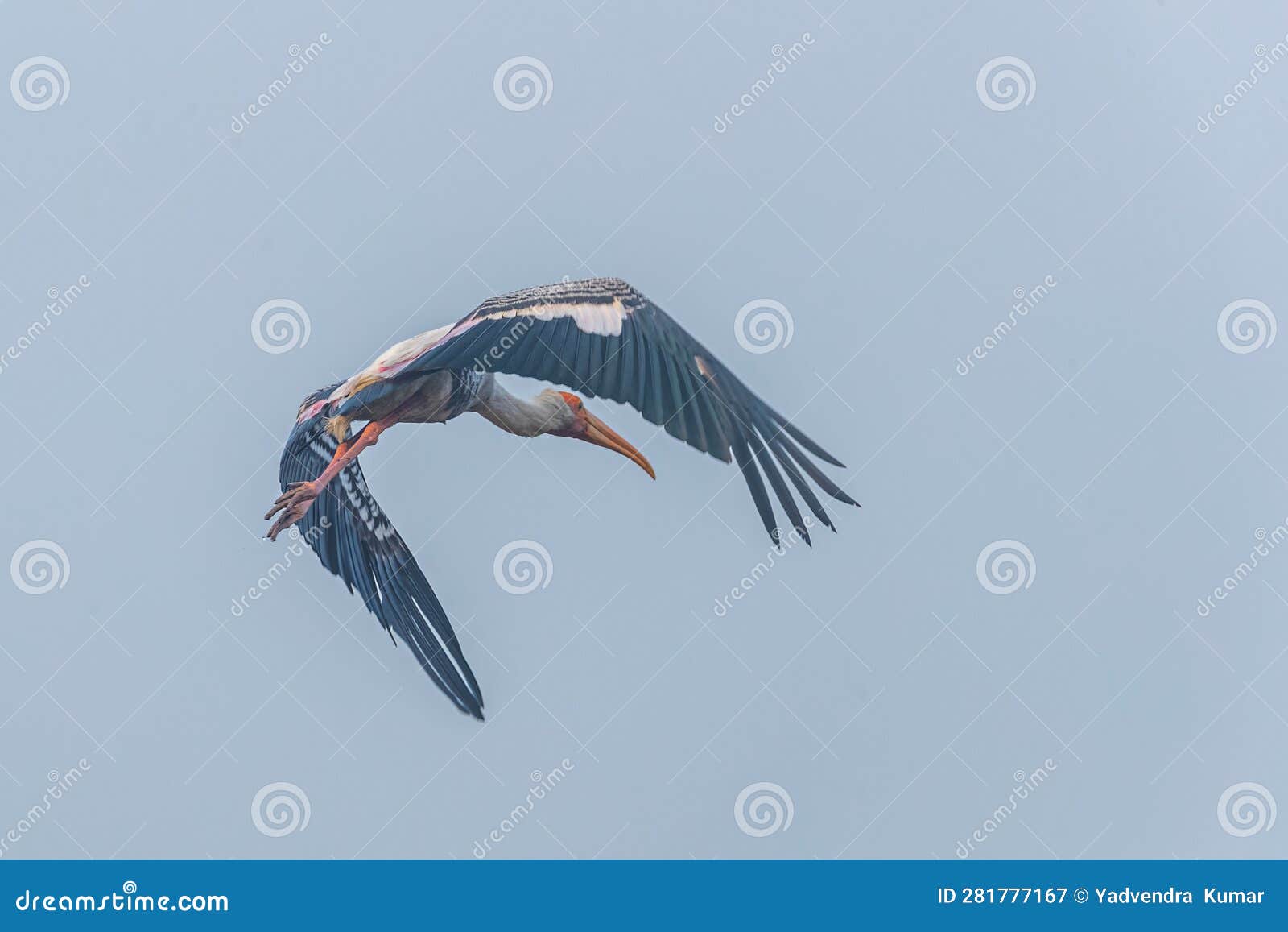 A painted stork stock image. Image of flying, wading - 281777167