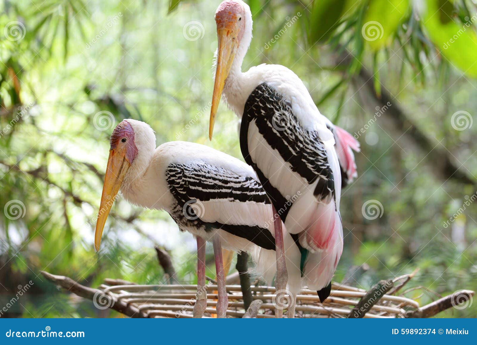 Painted Stork stock photo. Image of bird, lanka, marsh - 59892374