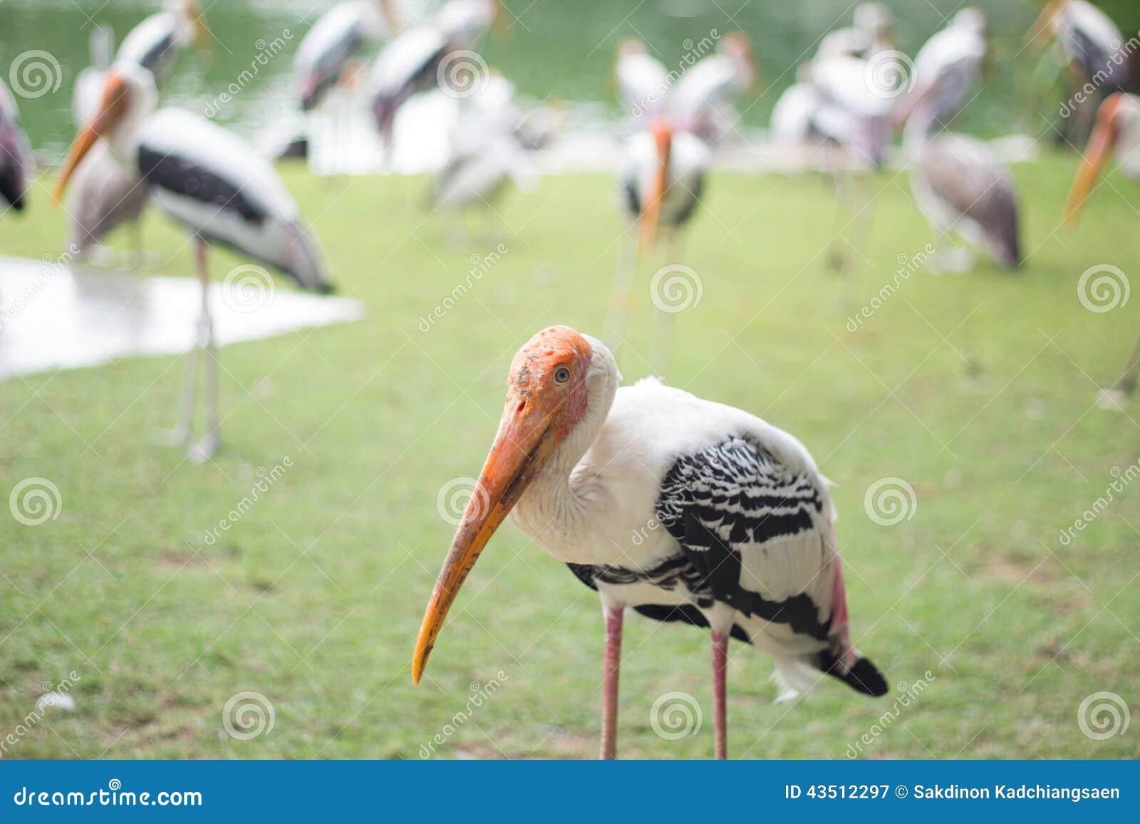 Painted stork stock image. Image of natural, nature, color - 43512297