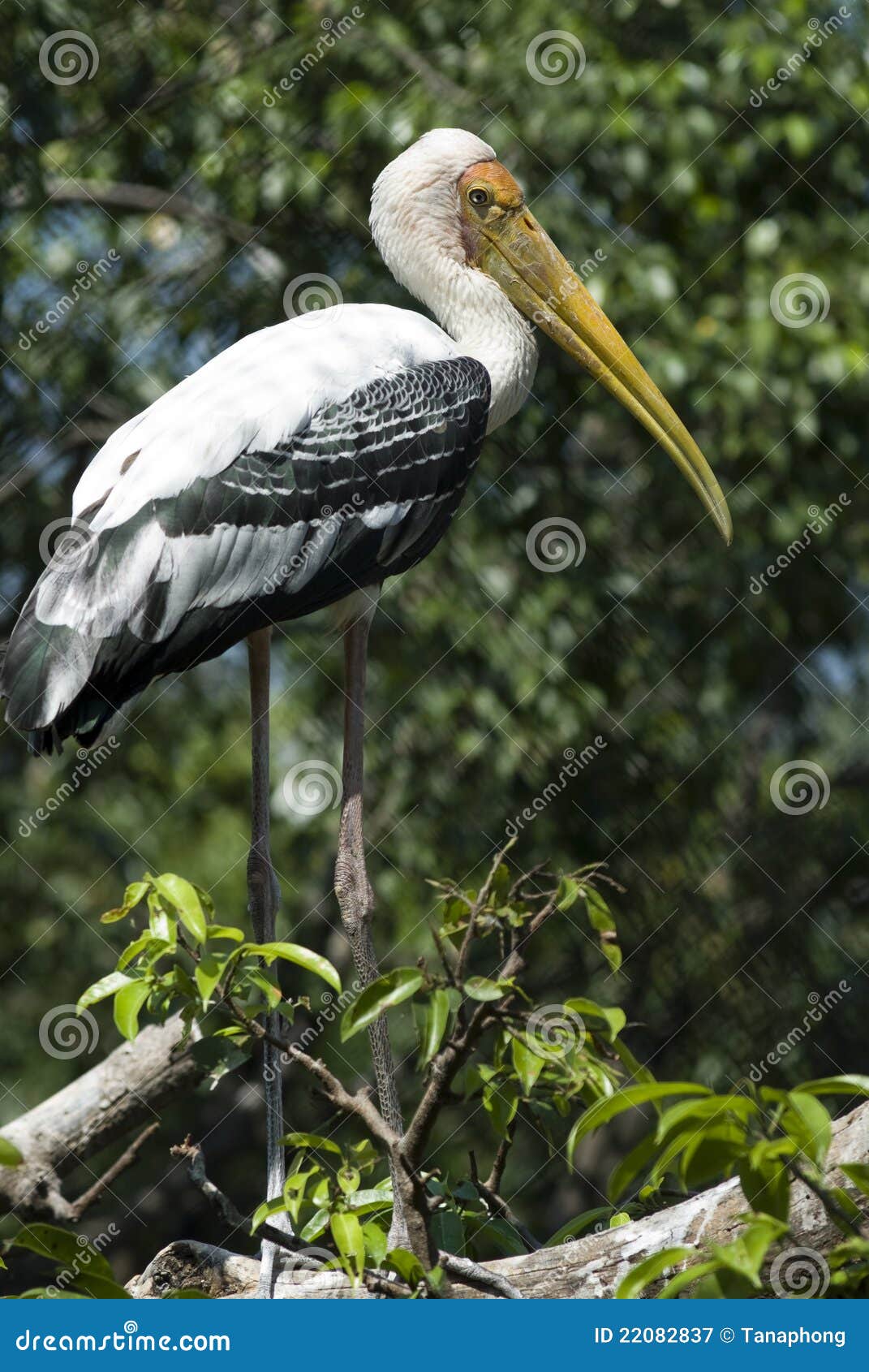 Painted storks stock image. Image of stork, behavior - 22082837