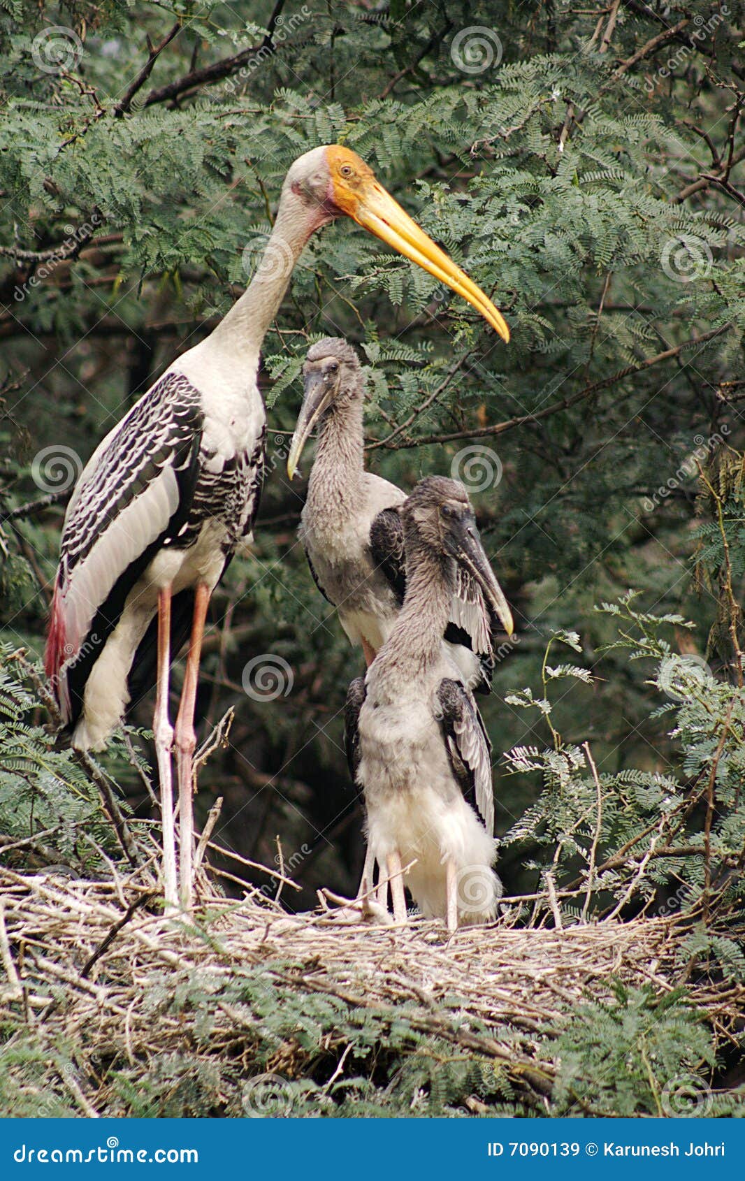 Painted Storks stock image. Image of white, green, kids - 7090139