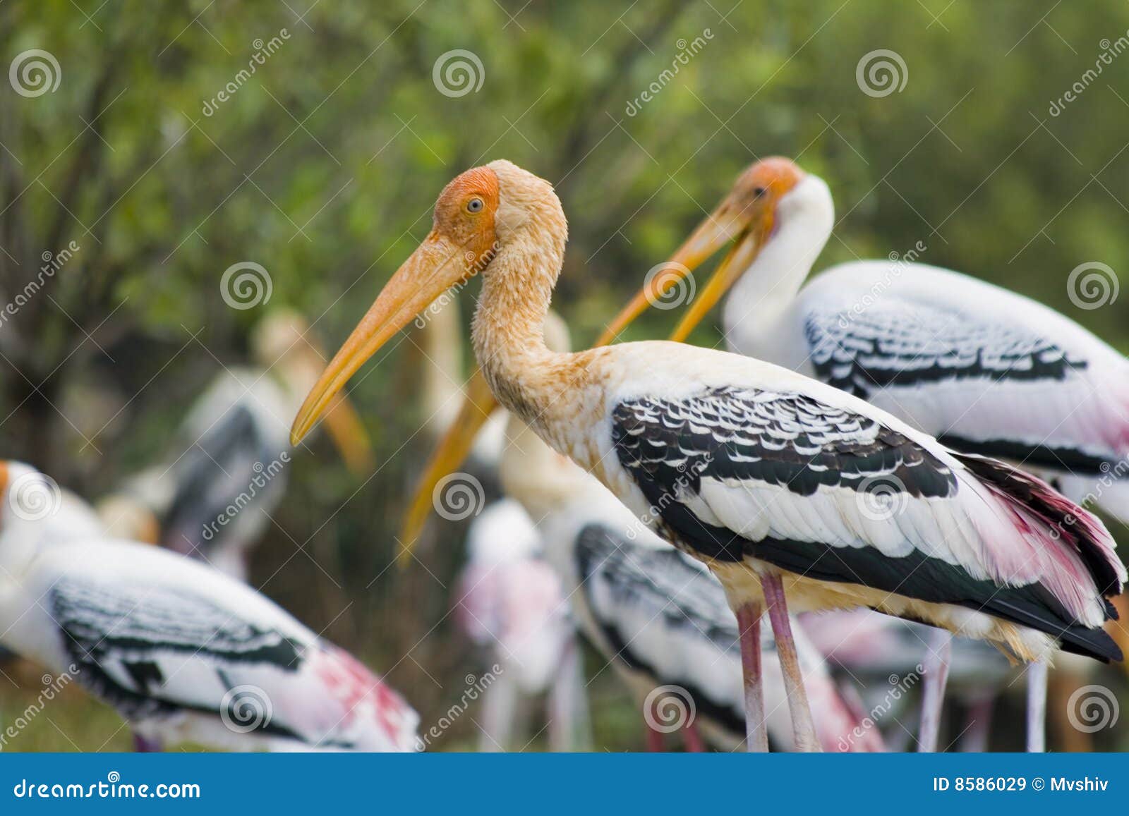 Painted storks stock image. Image of wings, bush, sitting - 8586029