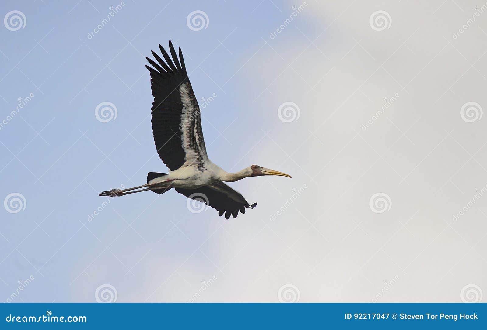 Painted Storks stock image. Image of painted, bird, avian - 92217047