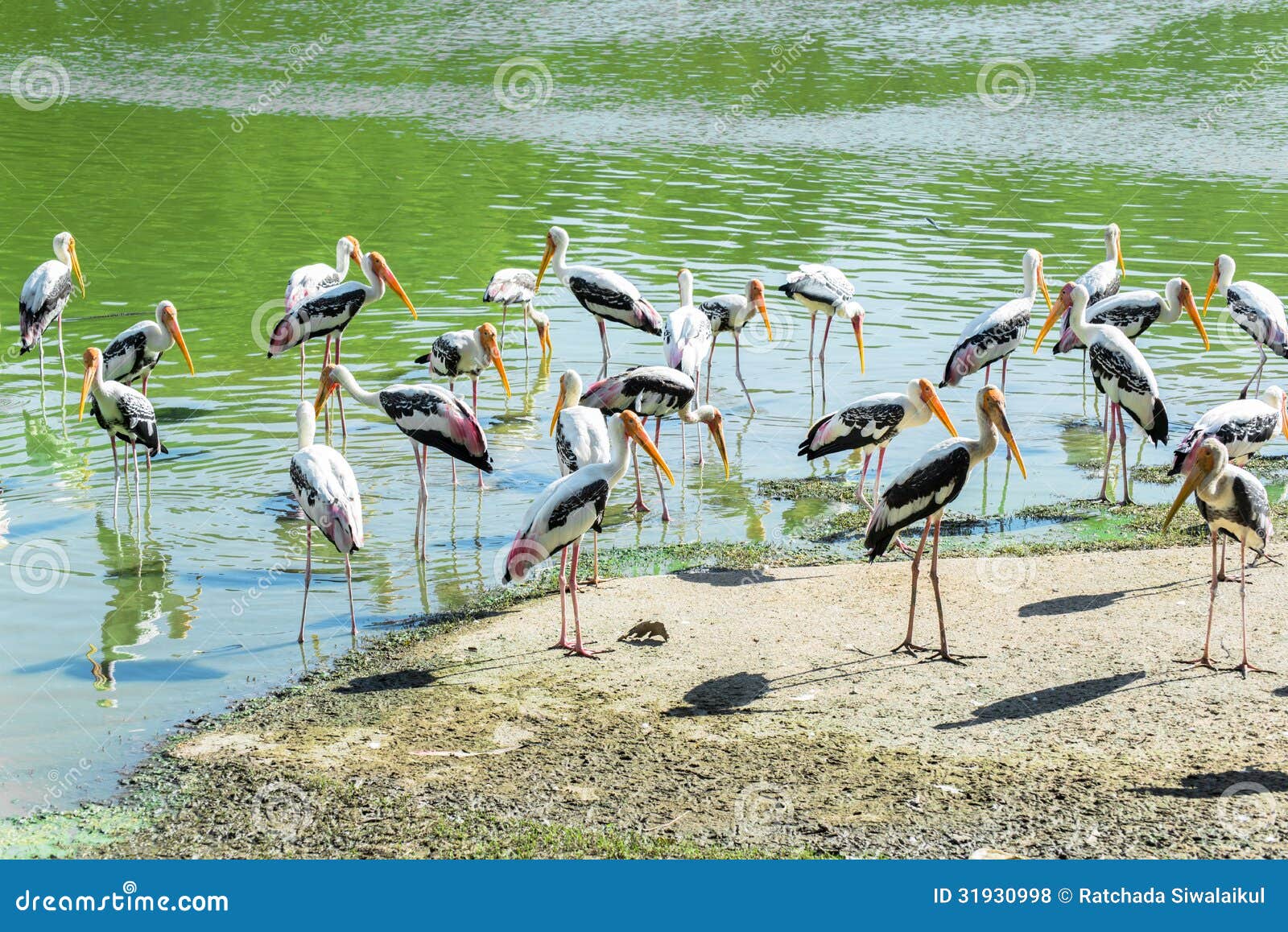 Painted storks in the pond stock photo. Image of colorful - 31930998