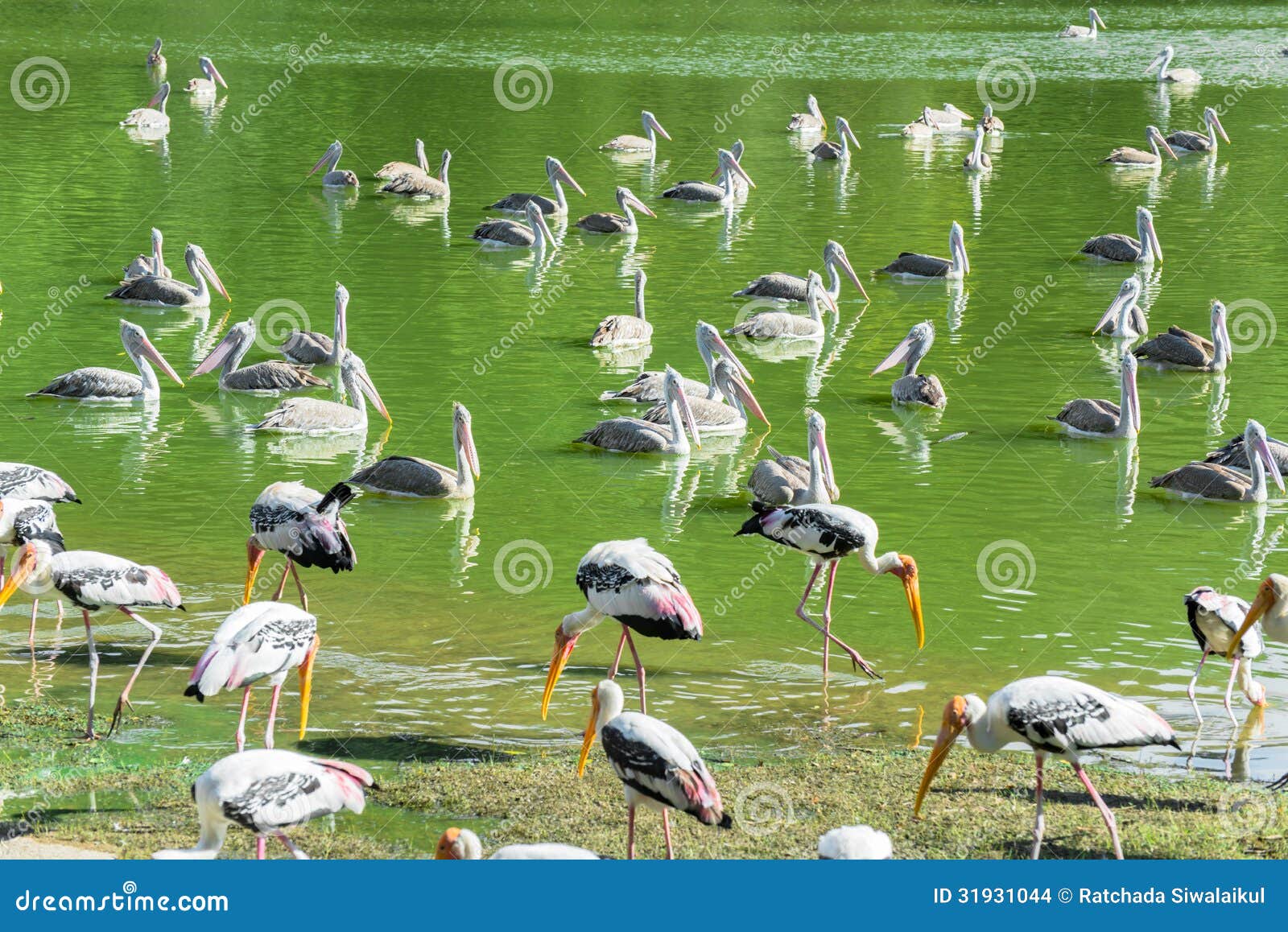 Painted storks in the pond stock photo. Image of branch - 31931044