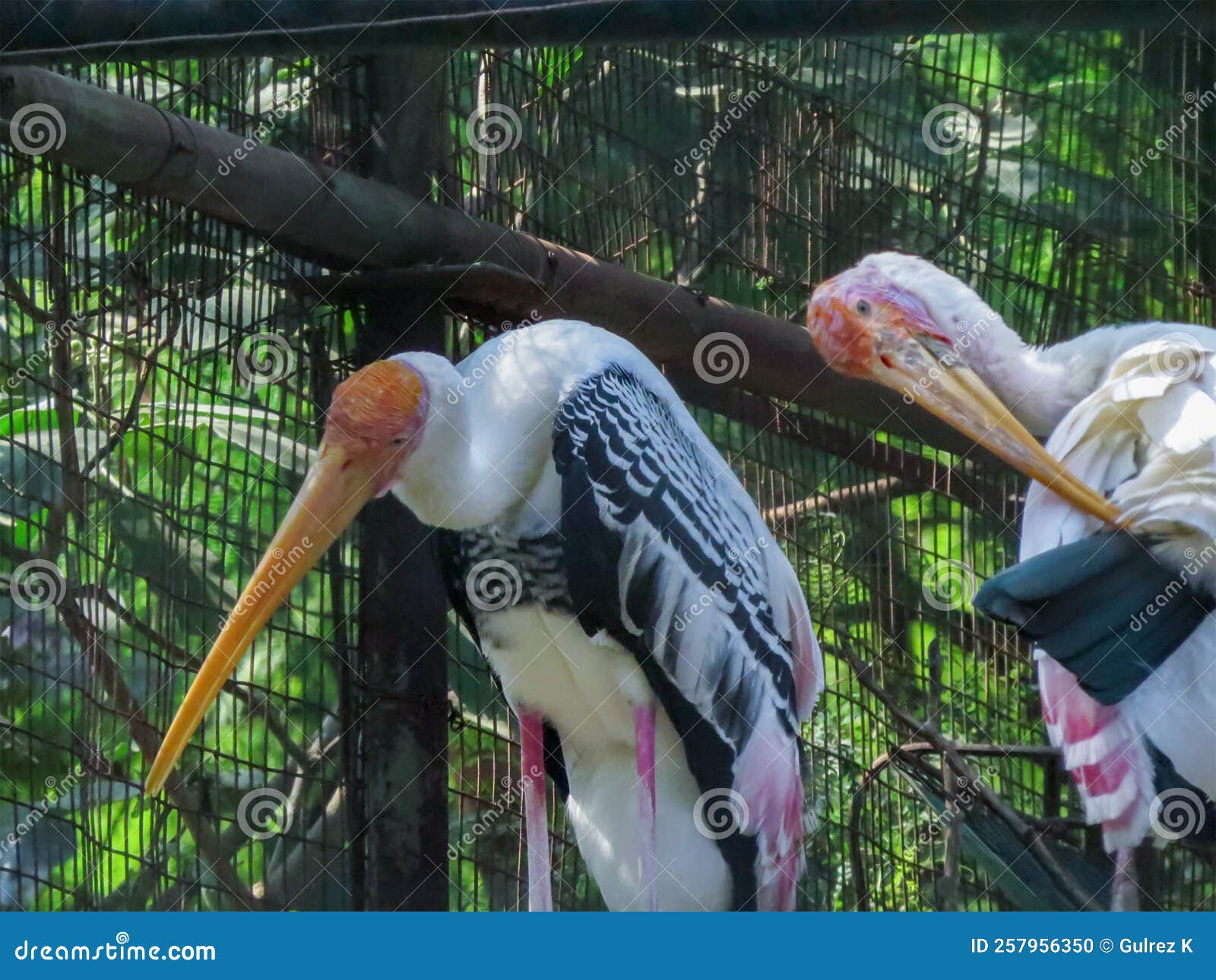 Painted Storks in a Zoo, India. Stock Photo - Image of migraty, group ...