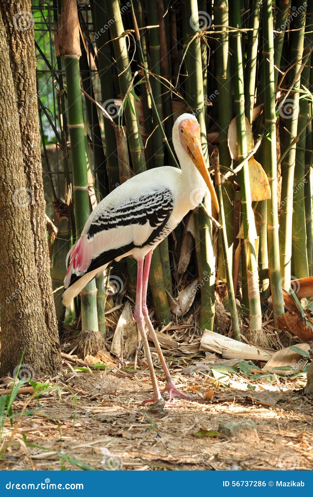 Painted strok stock photo. Image of feeding, life, feather - 56737286