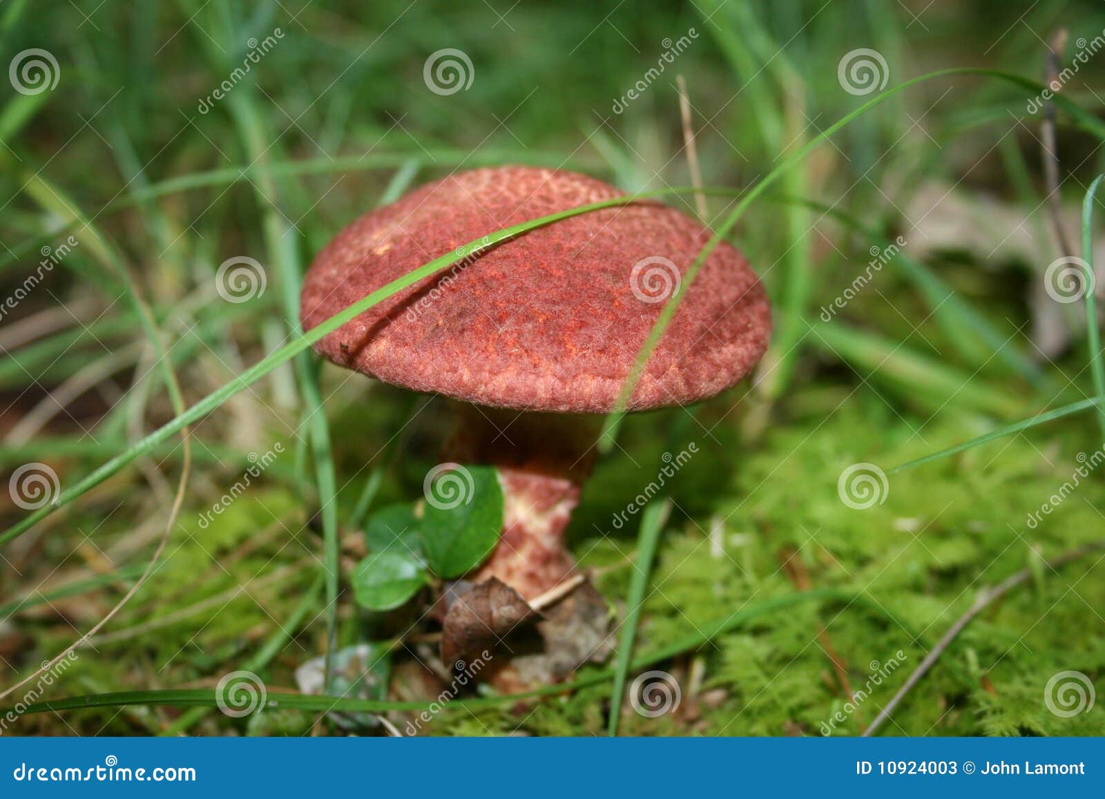 Painted Suillus stock image. Image of sullus, woods, boletaceae - 10924003