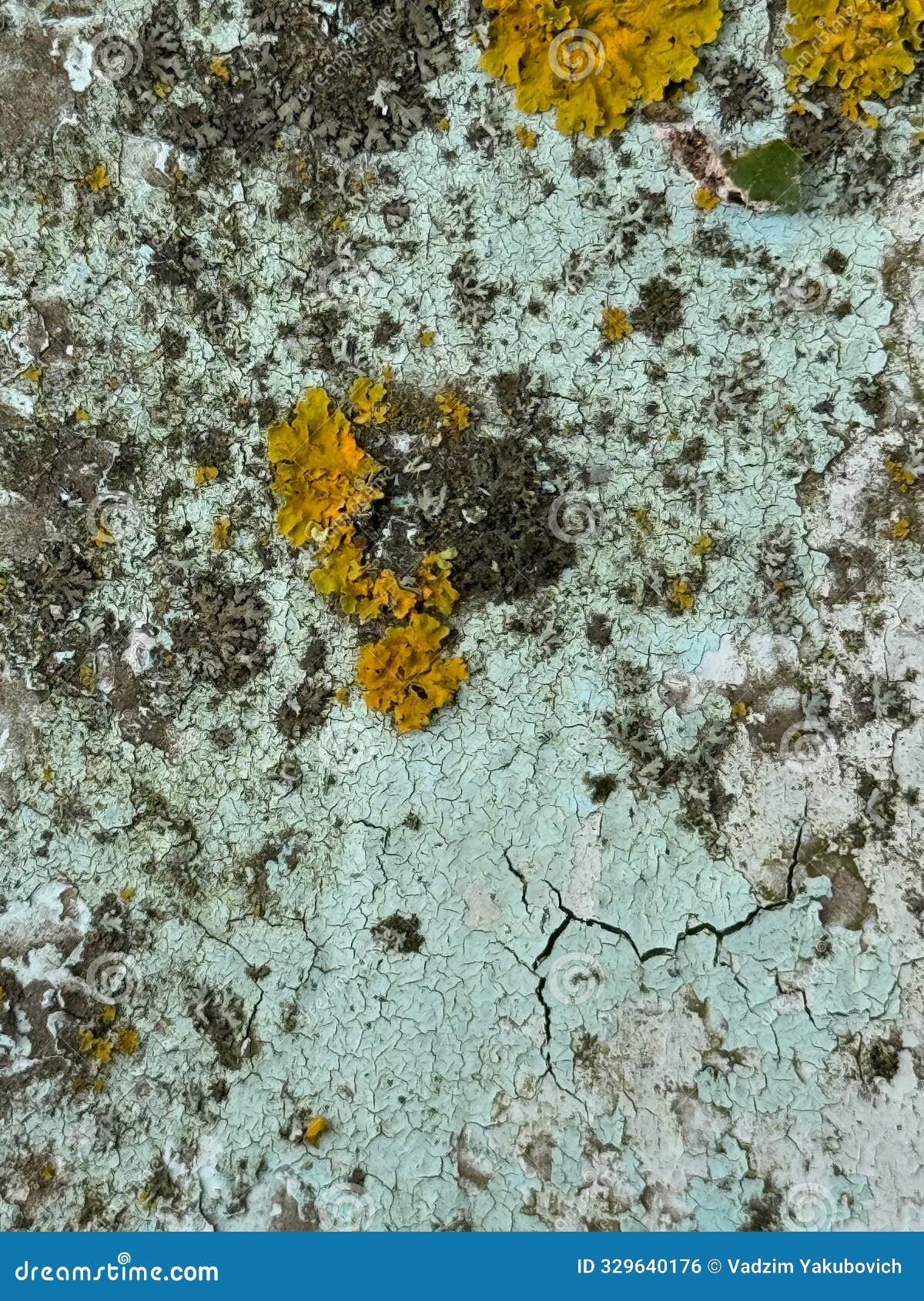 Painted Surface. Covered with Dust and Lichen. Cracked Paint. Stock ...