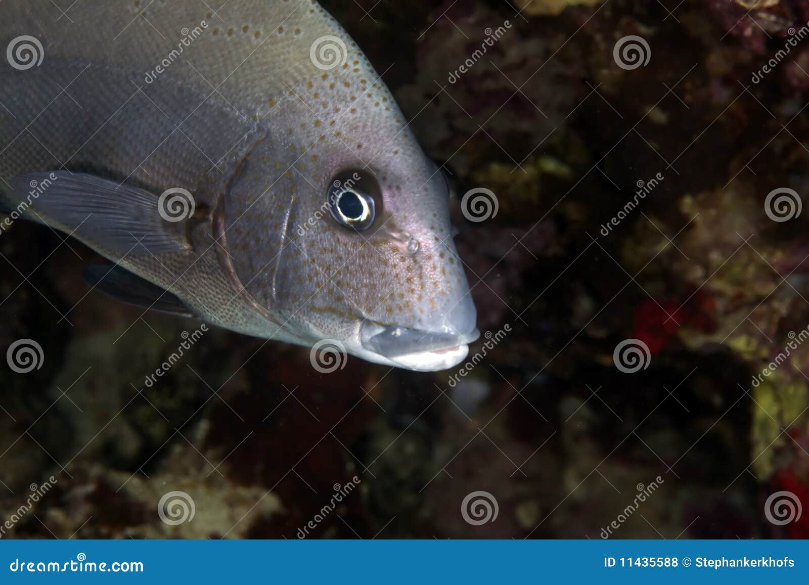 Painted sweetlips stock photo. Image of nature, ocean - 11435588