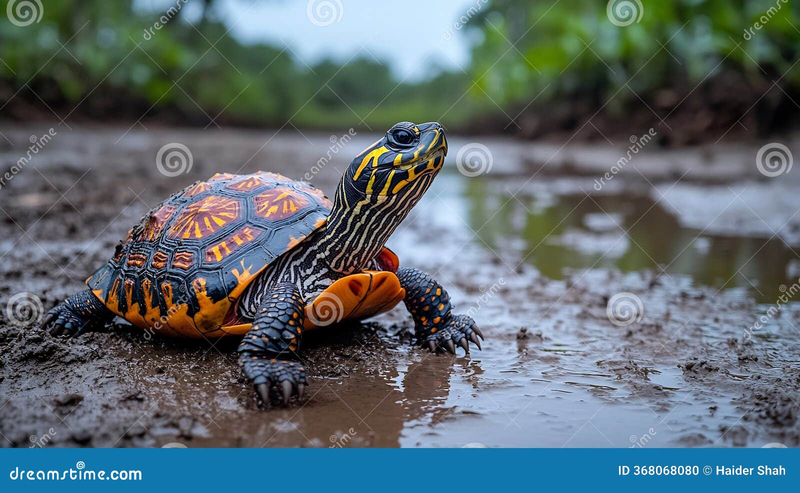 The Painted Terrapin, Painted Batagur, Or Saw-jawed Turtle Batagur ...