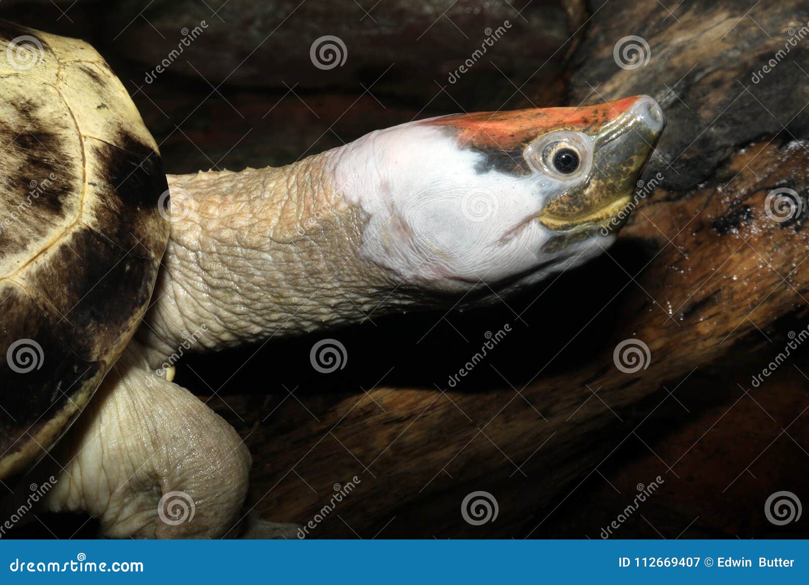 The Painted Terrapin, Painted Batagur, Or Saw-jawed Turtle Batagur ...