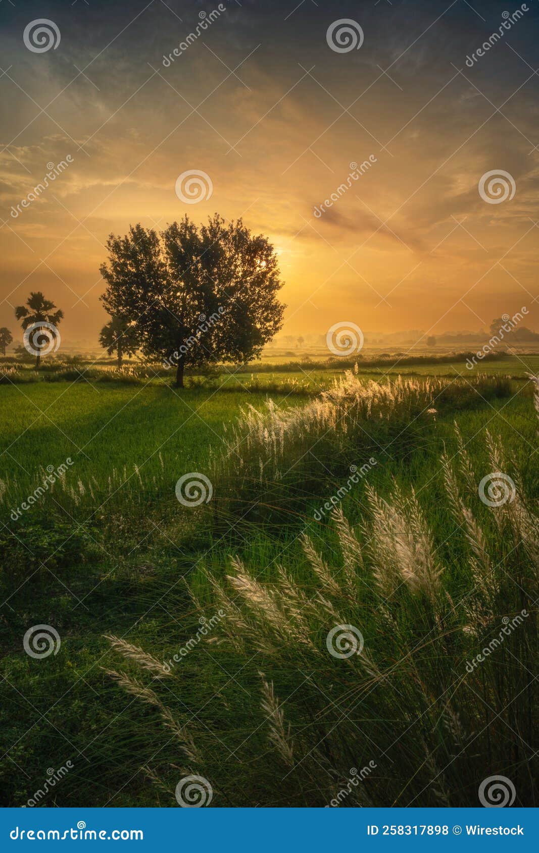 Painted Tree Growing in Greenery Field during Sunset Stock Photo ...