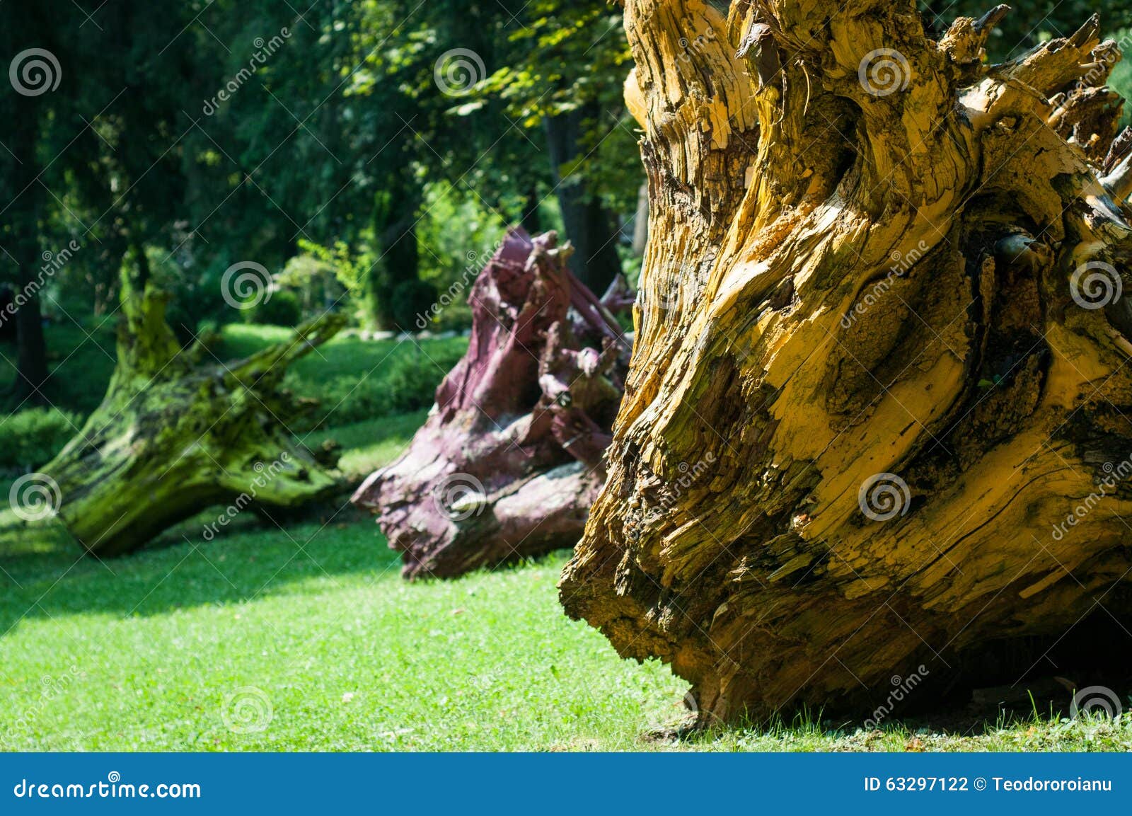 Painted tree roots stock photo. Image of colored, forest - 63297122