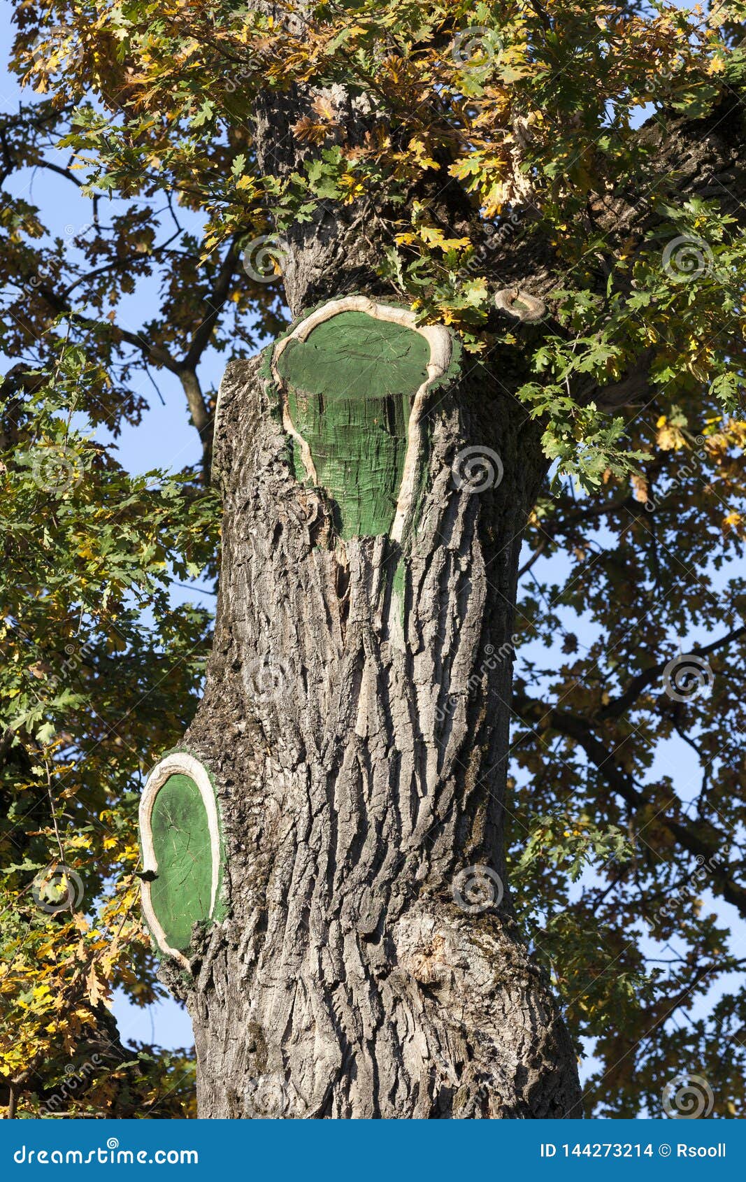 Painted tree trunk stock photo. Image of natural, nature - 144273214