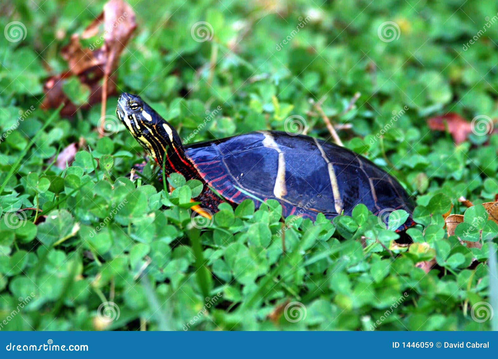 Panted Turtle Stock Photos - Free & Royalty-Free Stock Photos from ...