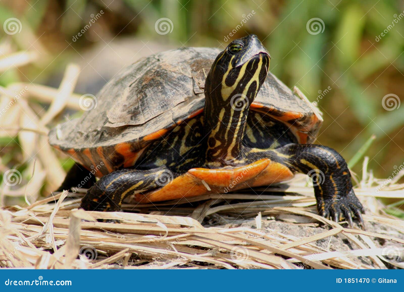 Painted Turtle stock photo. Image of painted, stripes - 1851470