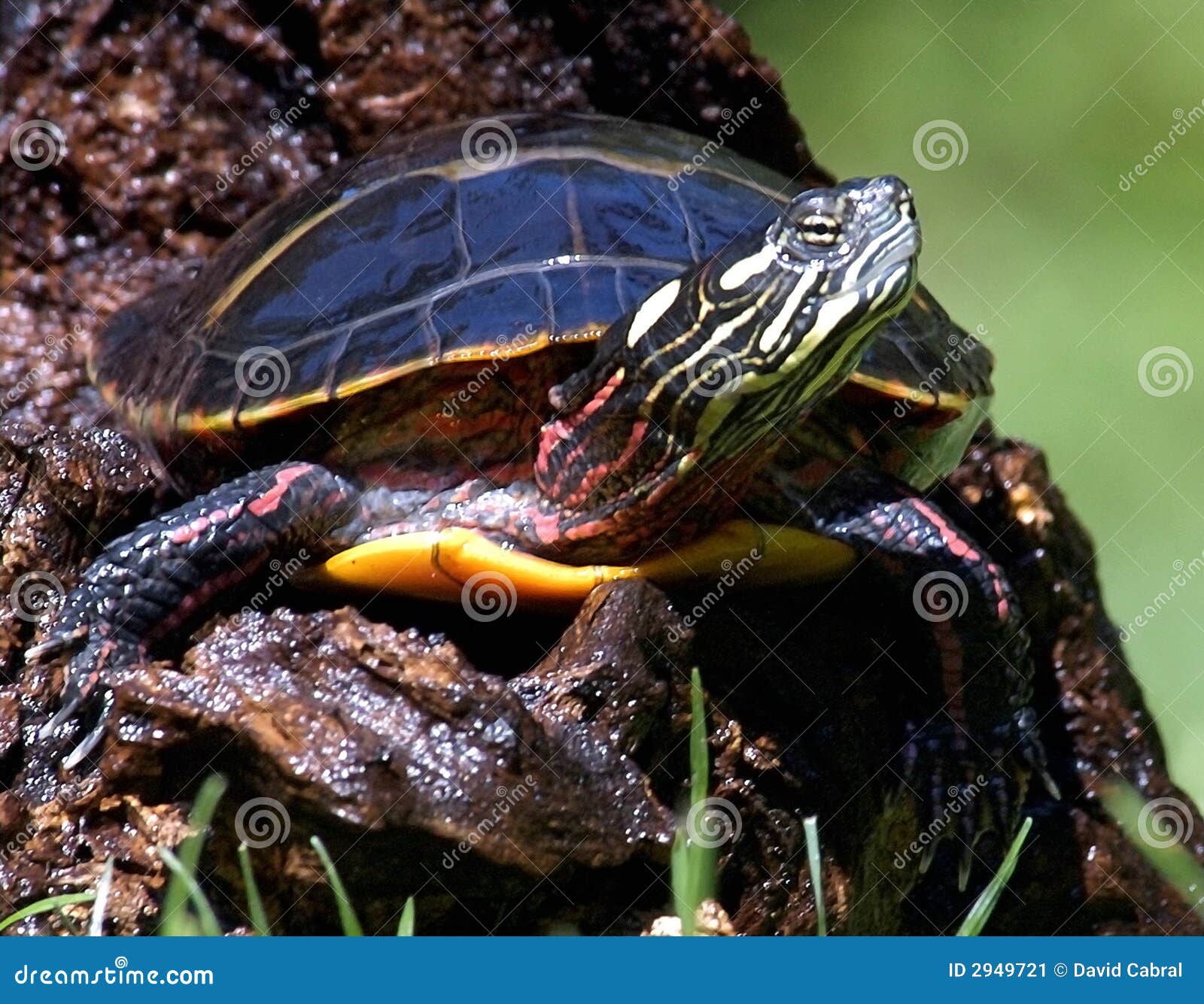 Painted Turtle stock image. Image of ponds, pond, turtle - 2949721