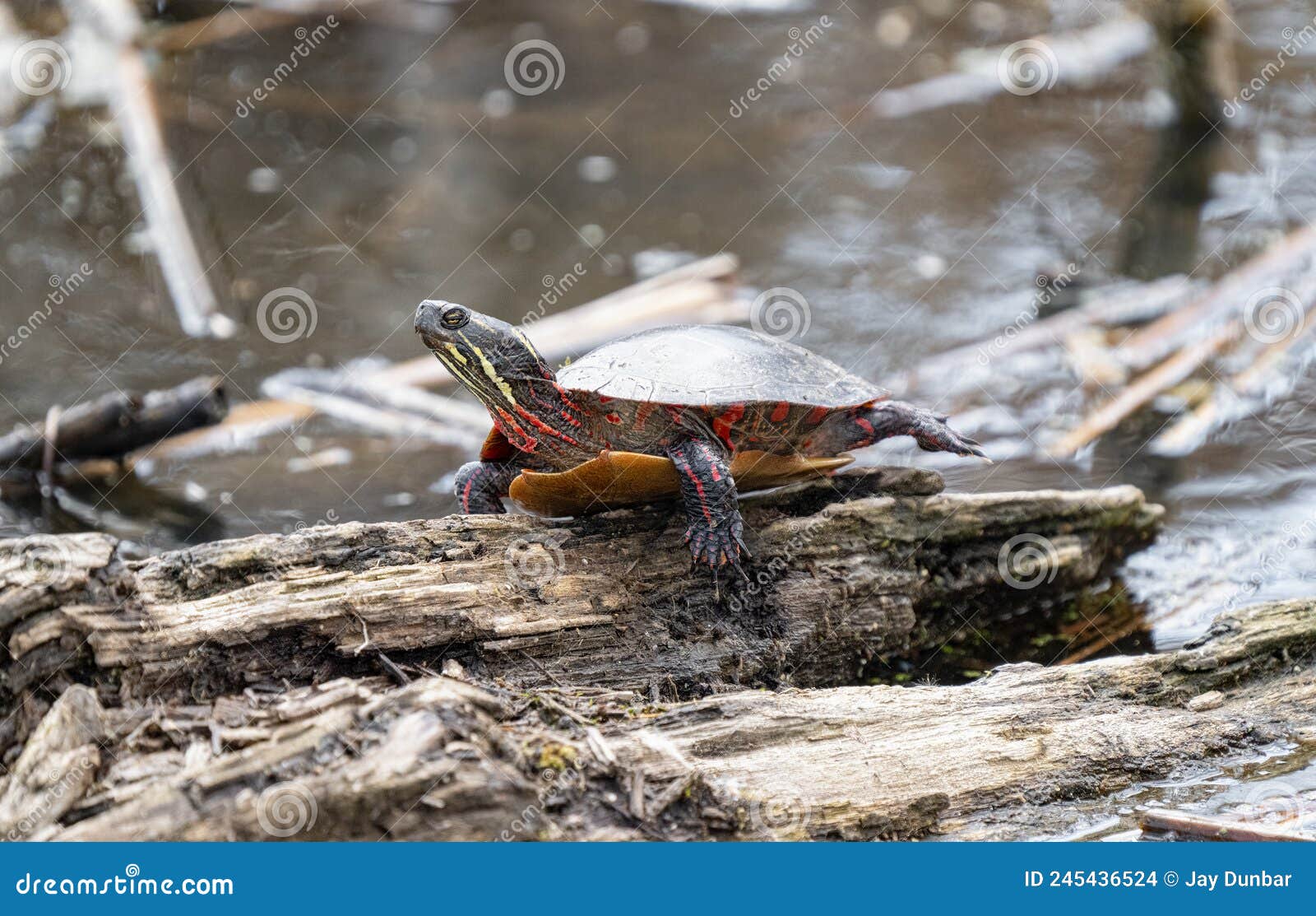 Painted Turtle is Basking in the Sunshine on a Log in the Lake Stock ...