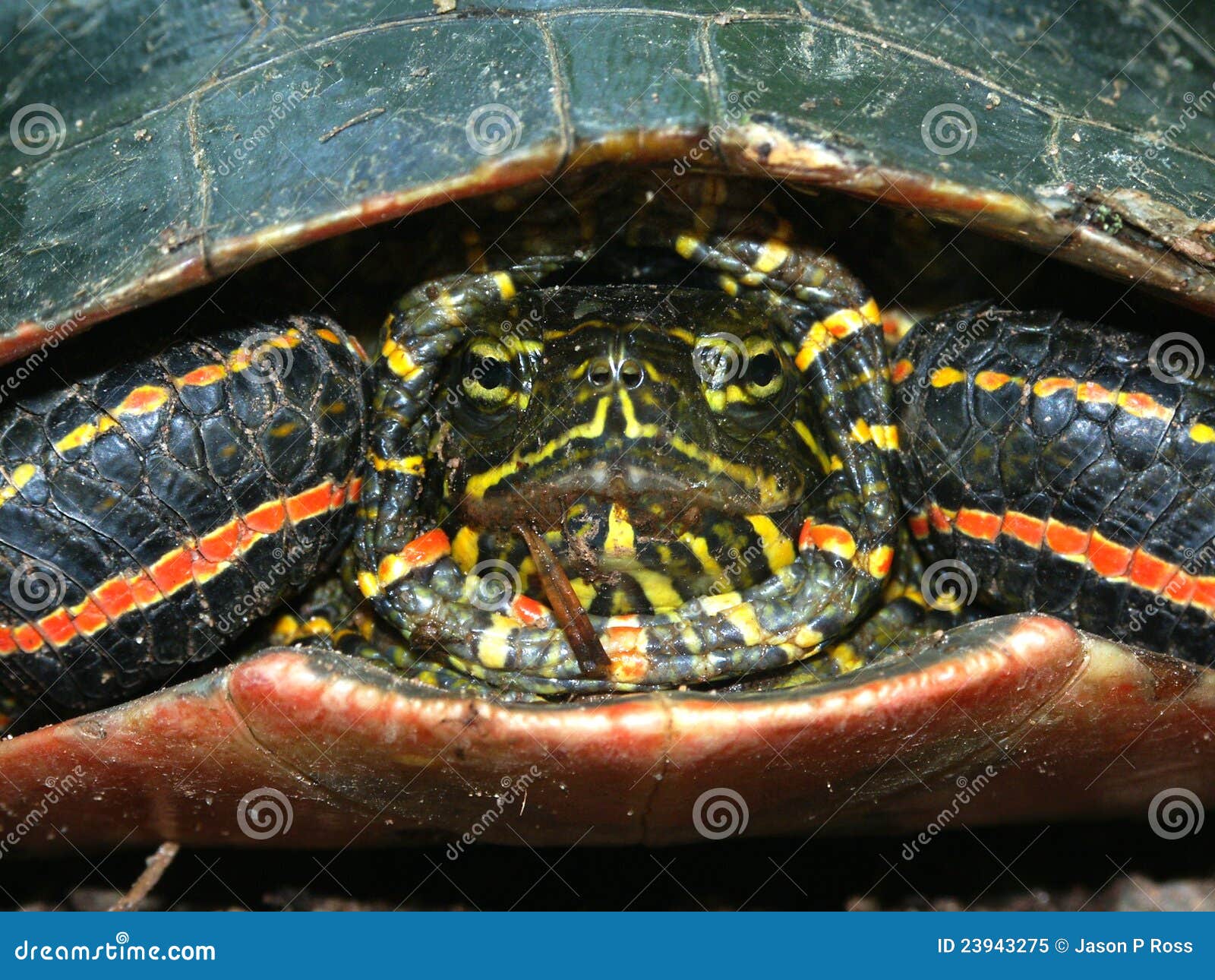 Painted Turtle (Chrysemys Picta) Stock Image - Image of biology, county ...