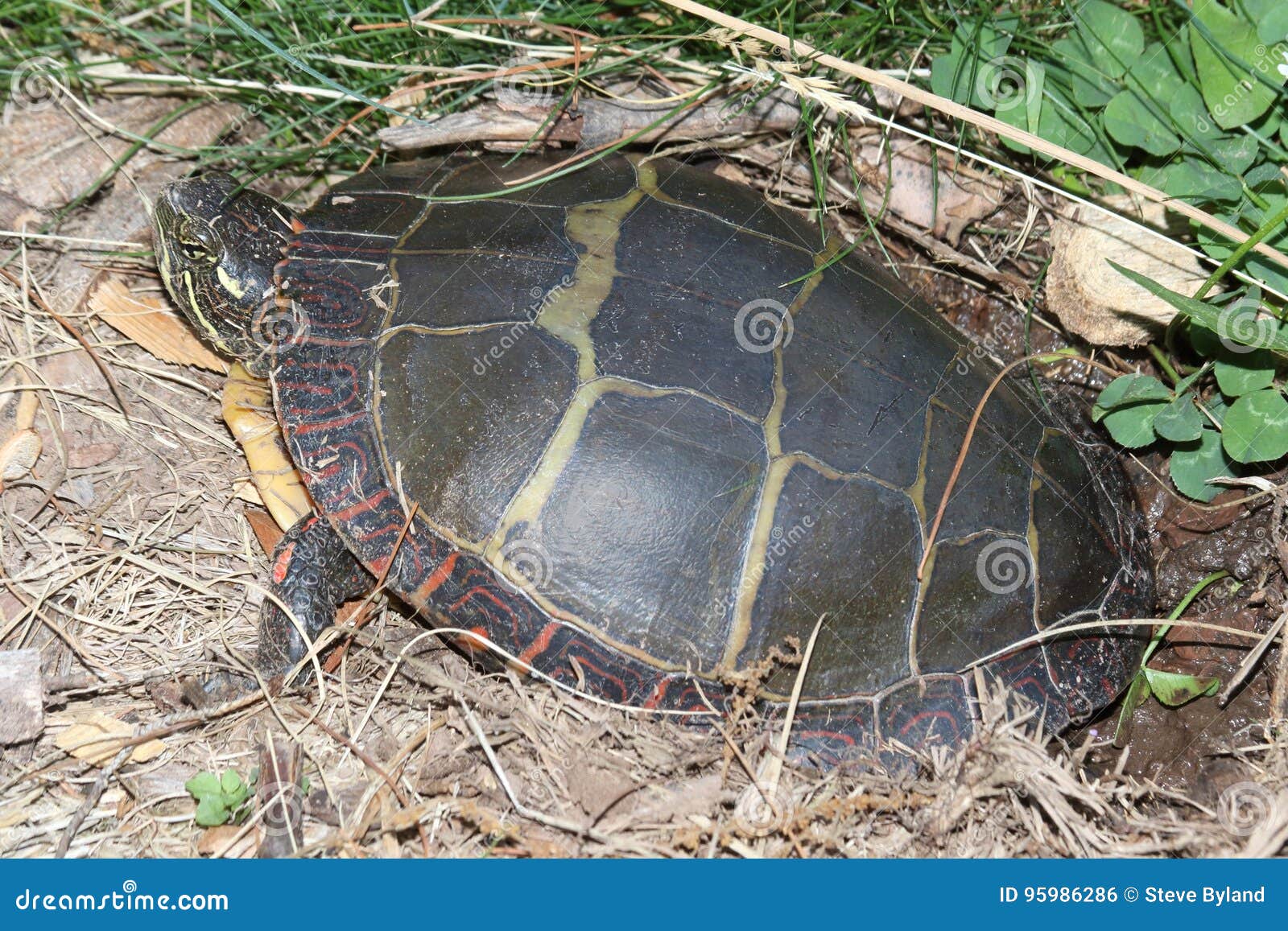 Painted Turtle & X28;Chrysemys Picta& X29; Stock Photo - Image of ...