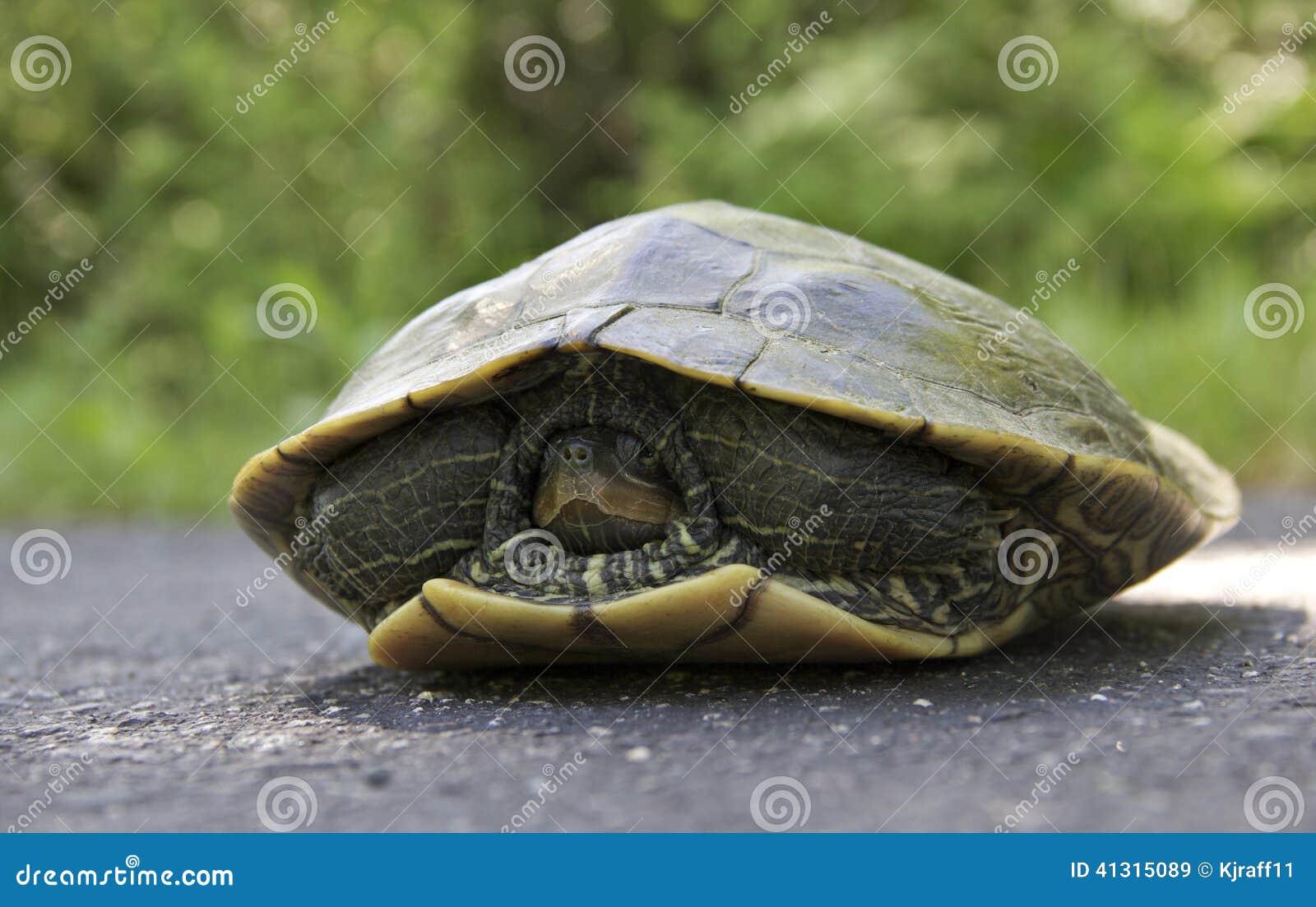 Painted turtle closeup stock image. Image of closeup - 41315089