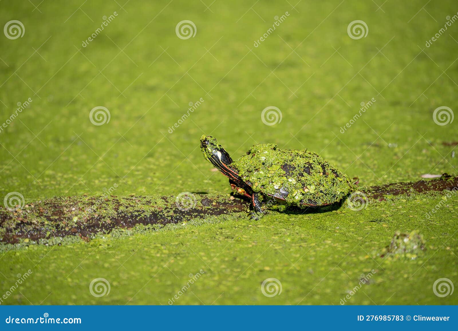 Turtle With Algae Growing On Shell Stock Photo | CartoonDealer.com ...