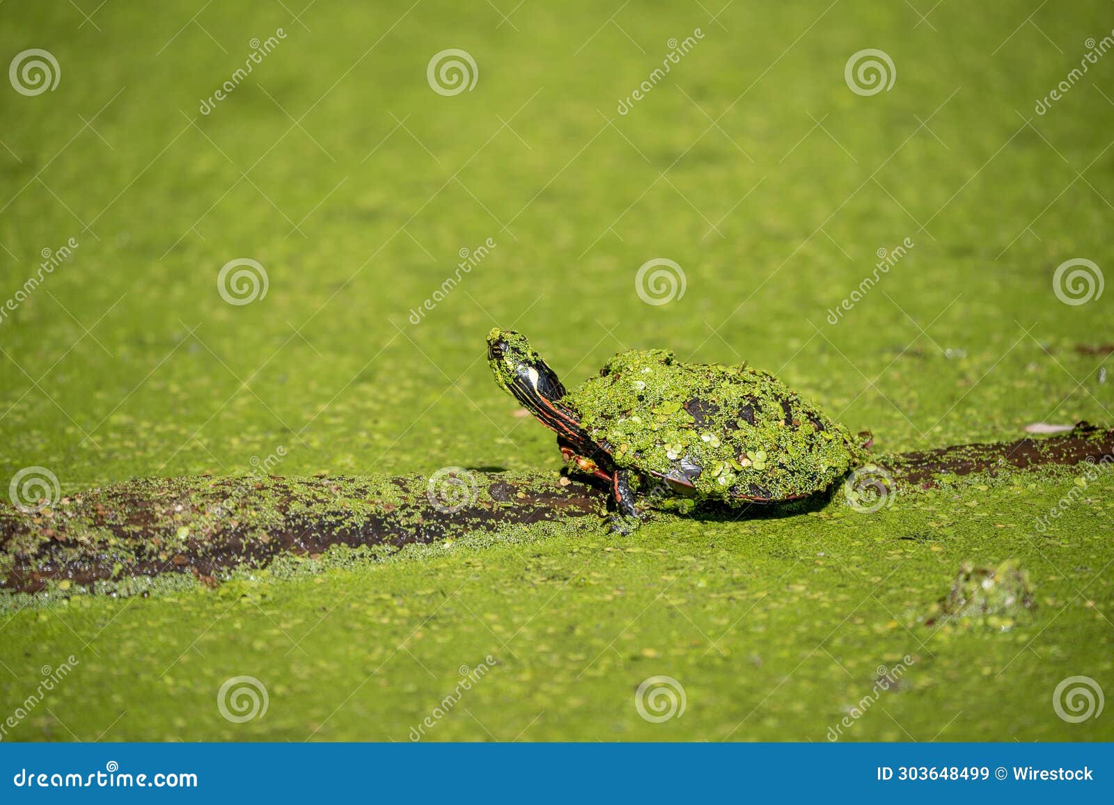 A Turtle with a Painted Back and a Long Neck Sitting on Top of a Moss ...