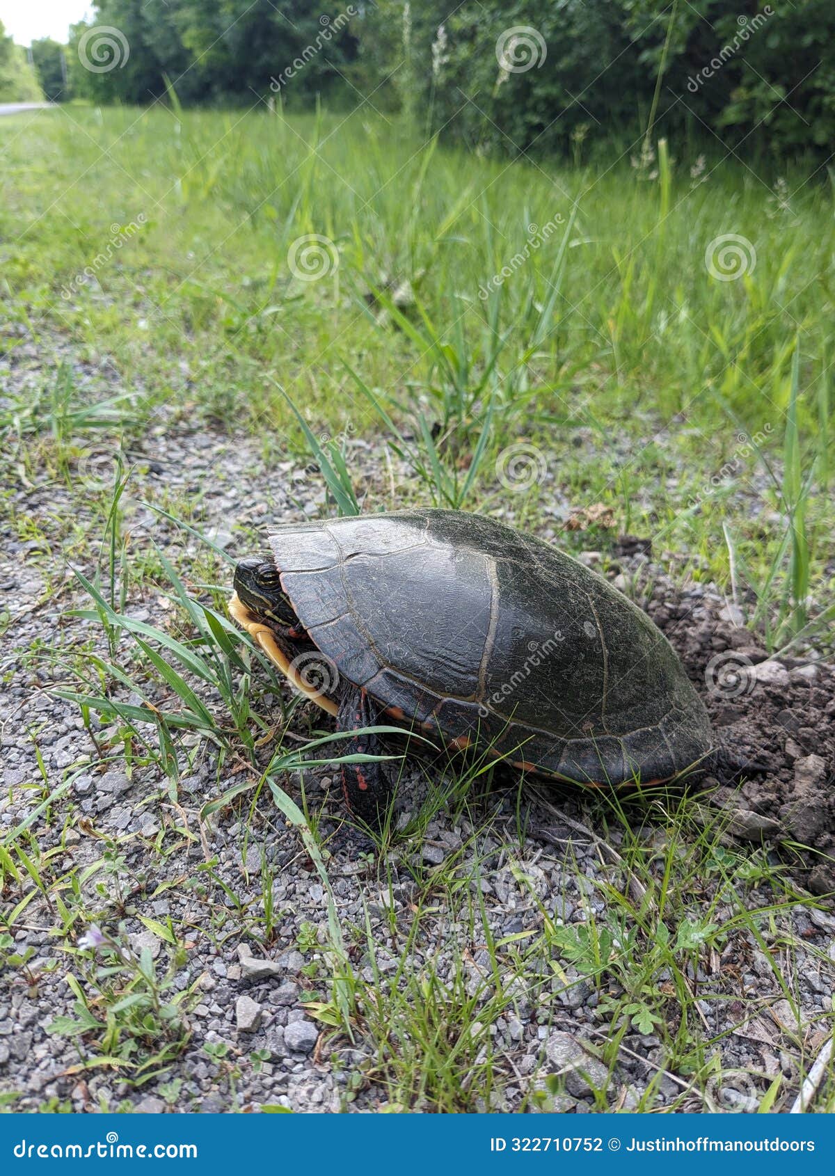 Painted Turtle Digging Nest and Laying Eggs on Shoulder of Road Stock ...