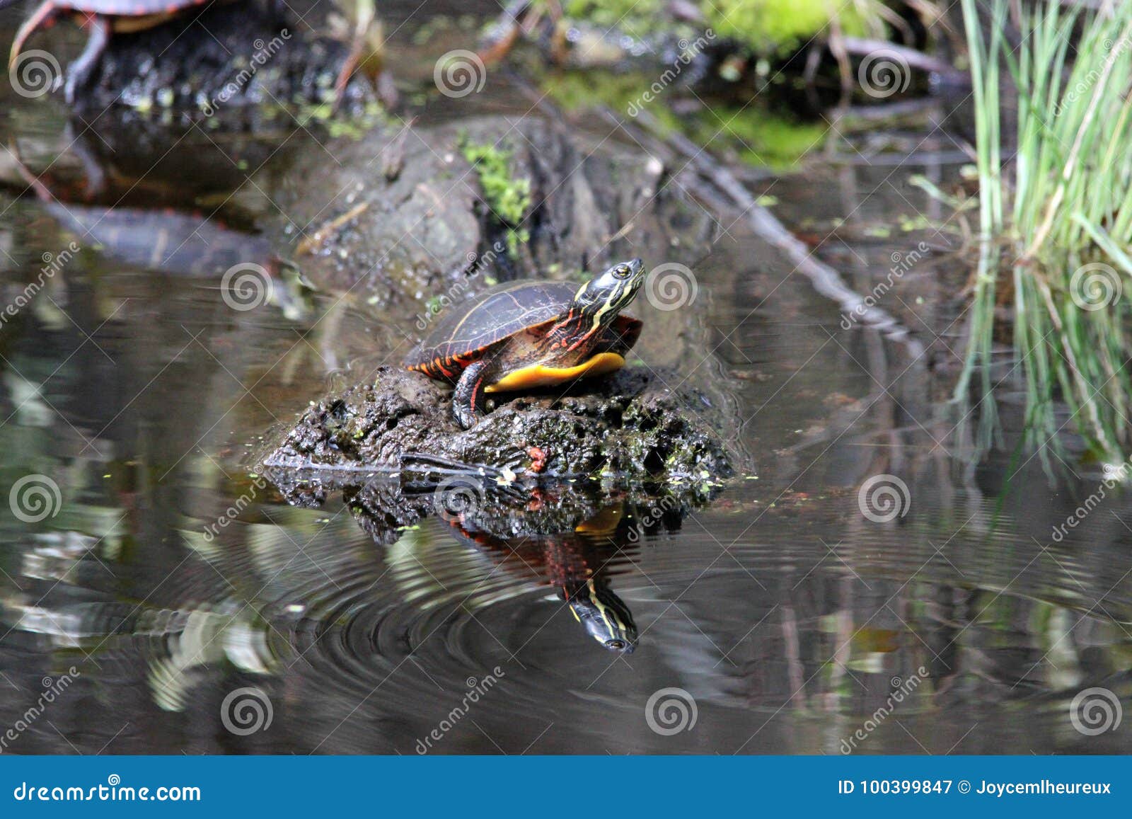 Turtle Ripple stock image. Image of turtle, reptiles - 100399847