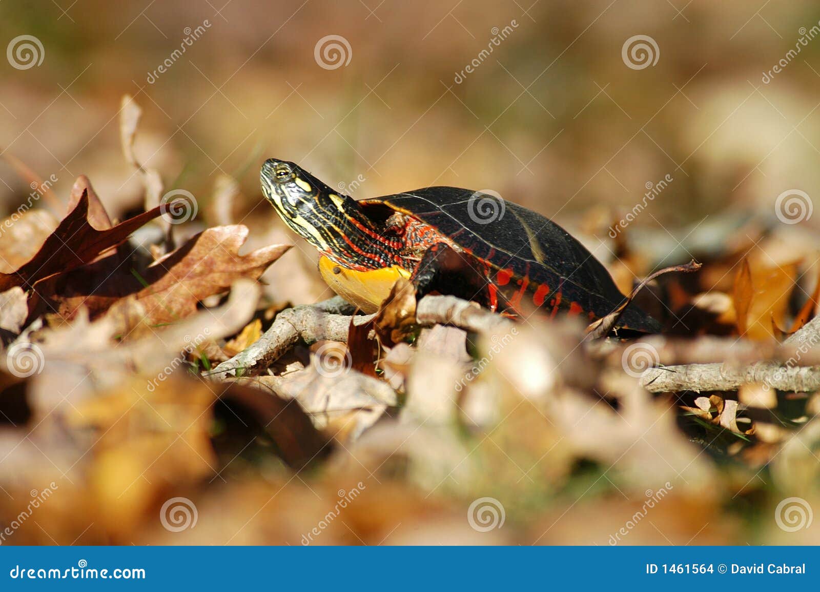 Painted Turtle in Fall Leaves Stock Photo - Image of colorful, fall ...