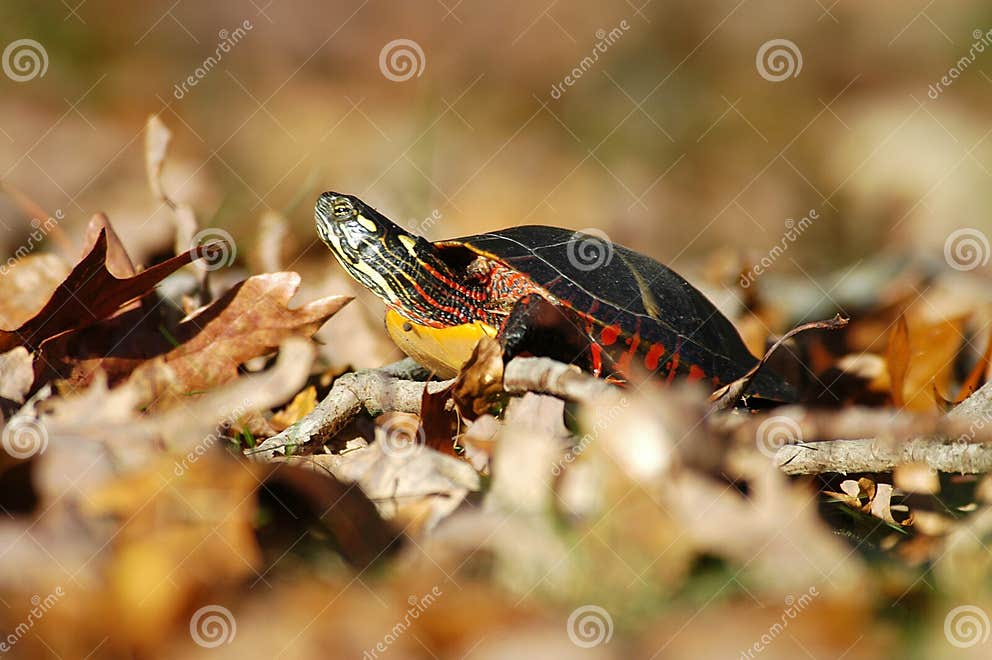 Painted Turtle in Fall Leaves Stock Photo - Image of colorful, fall ...