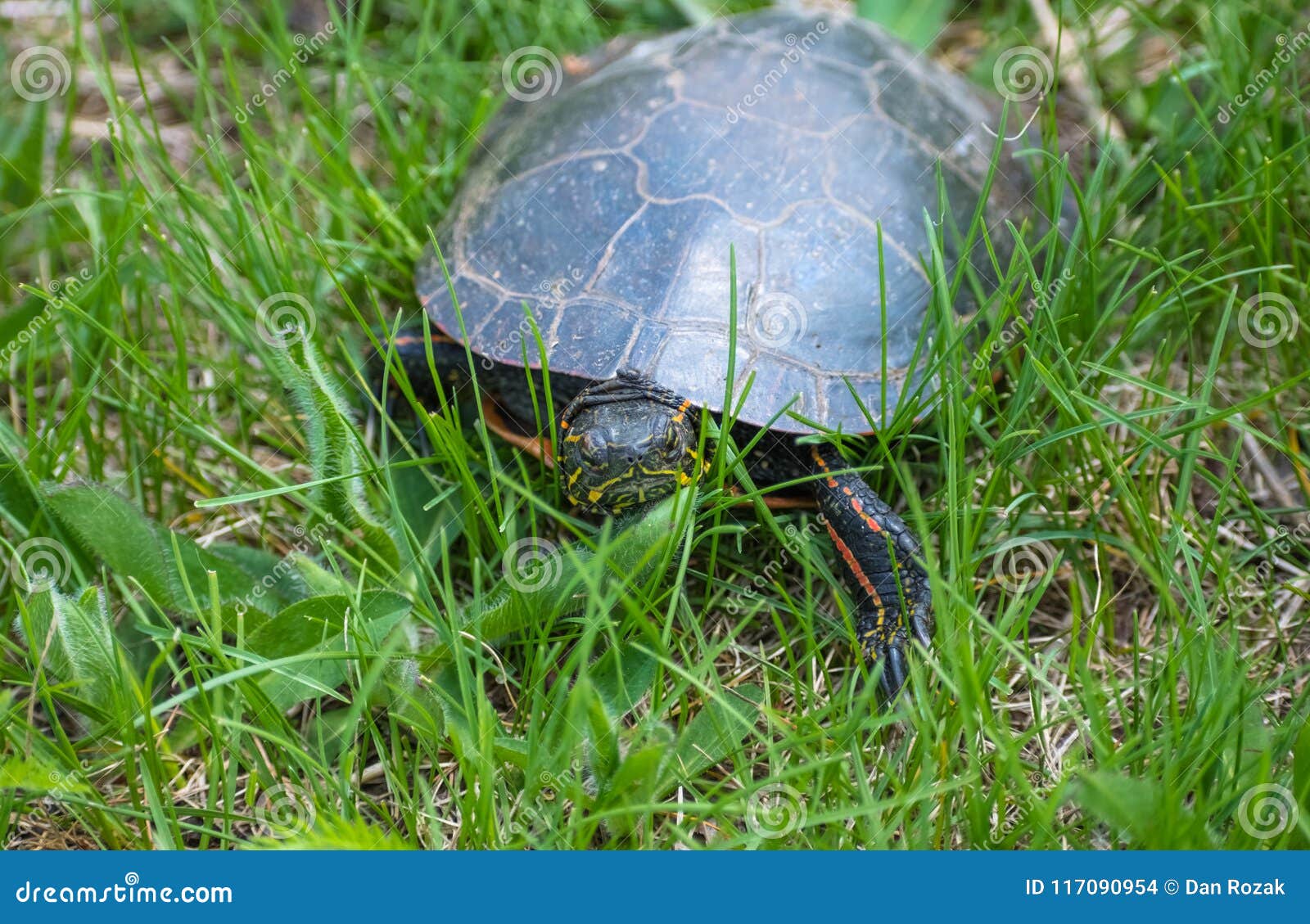 Painted Turtle in Grass stock photo. Image of shell - 117090954