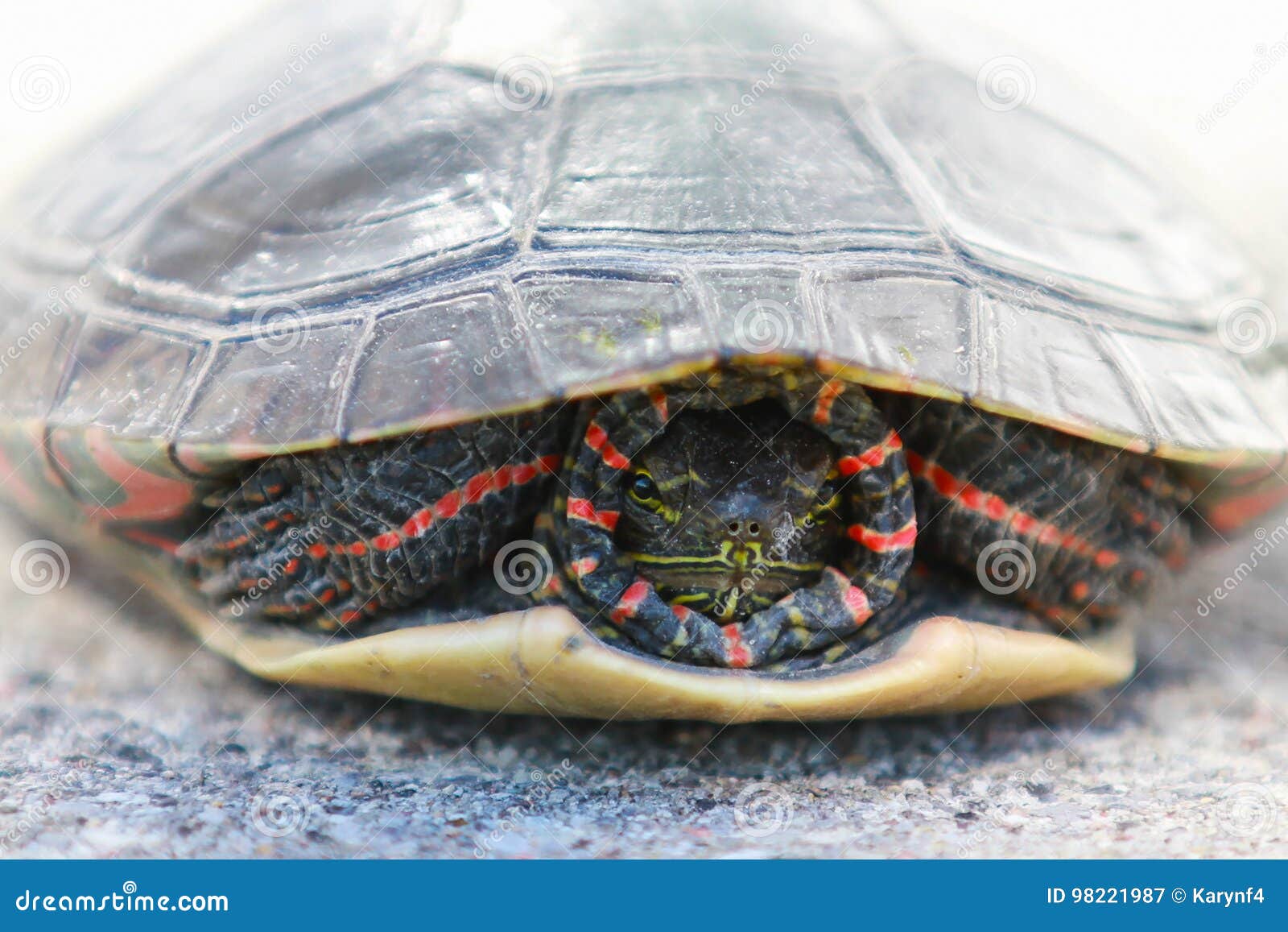 Painted Turtle Hiding in Shell Stock Image - Image of painted, hidden ...
