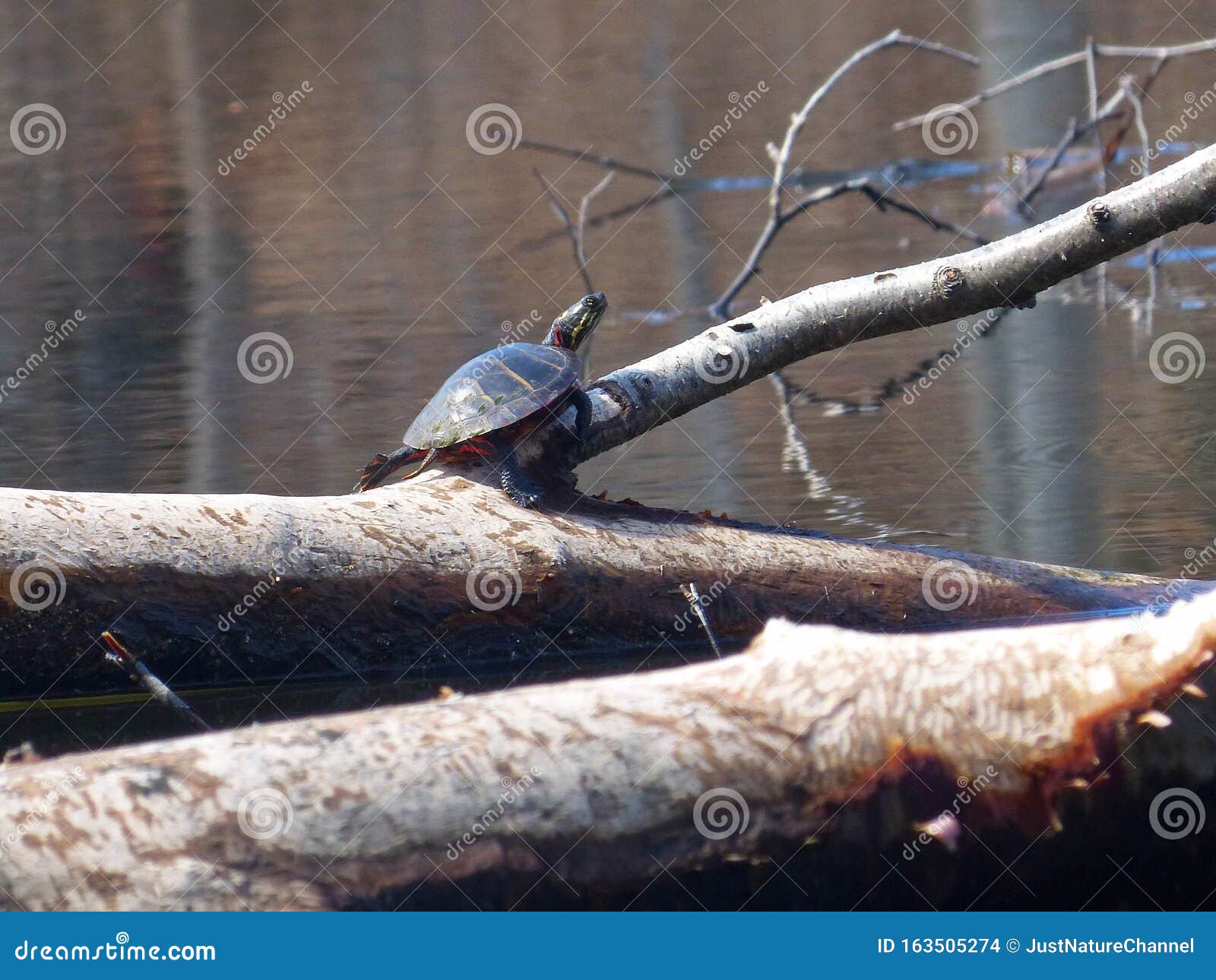 Painted Turtle on a Log stock photo. Image of macro - 163505274