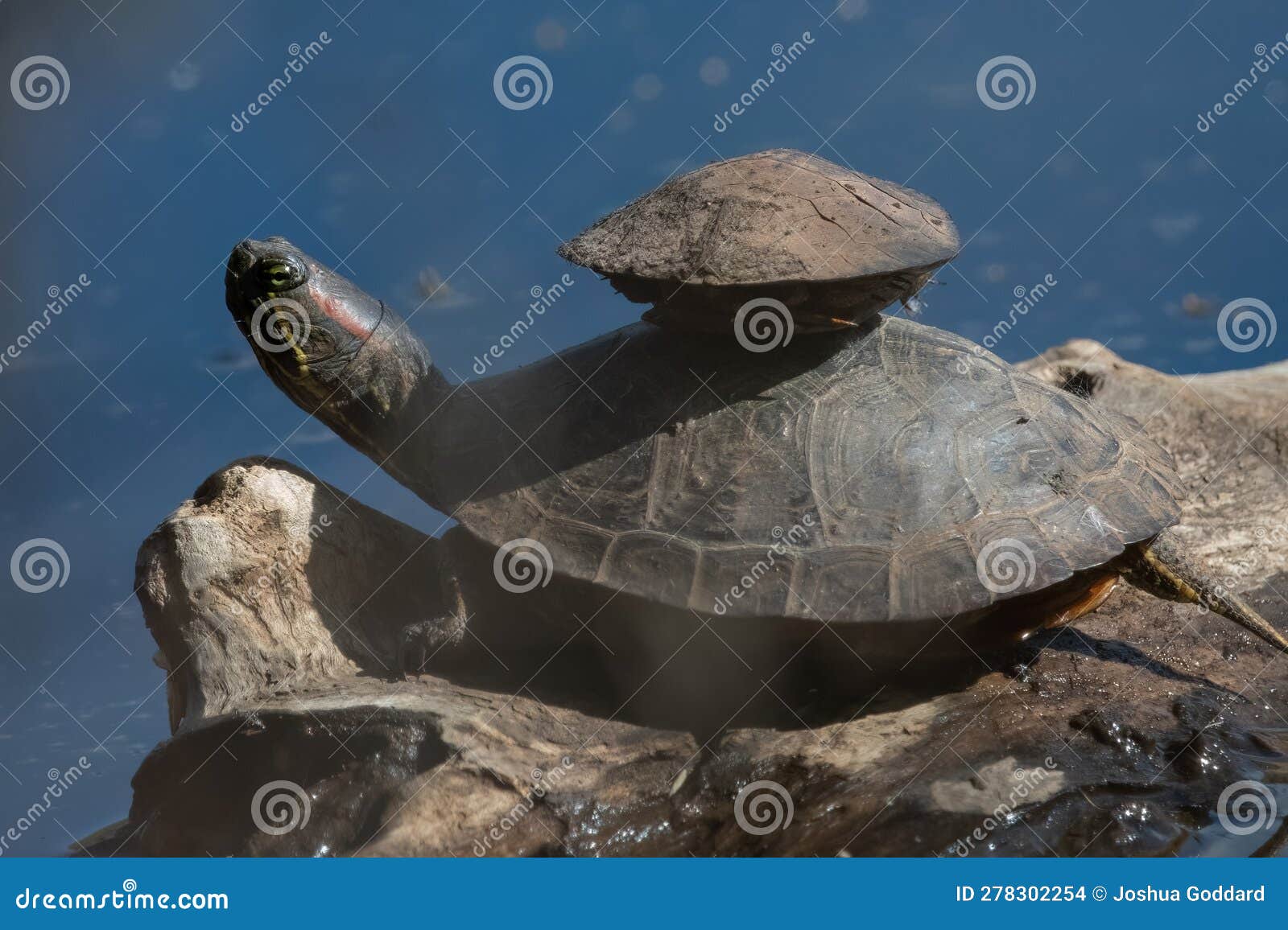 Painted Turtle on Log with Smalled Turtle on Back Stock Photo - Image ...