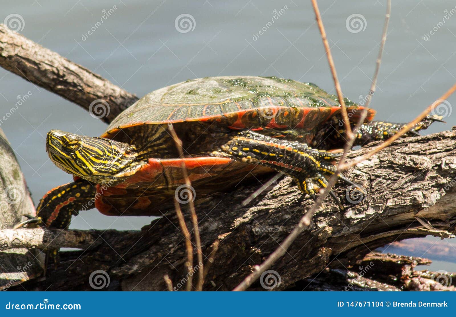 Painted Turtle on a Log stock photo. Image of warm, sunning - 147671104