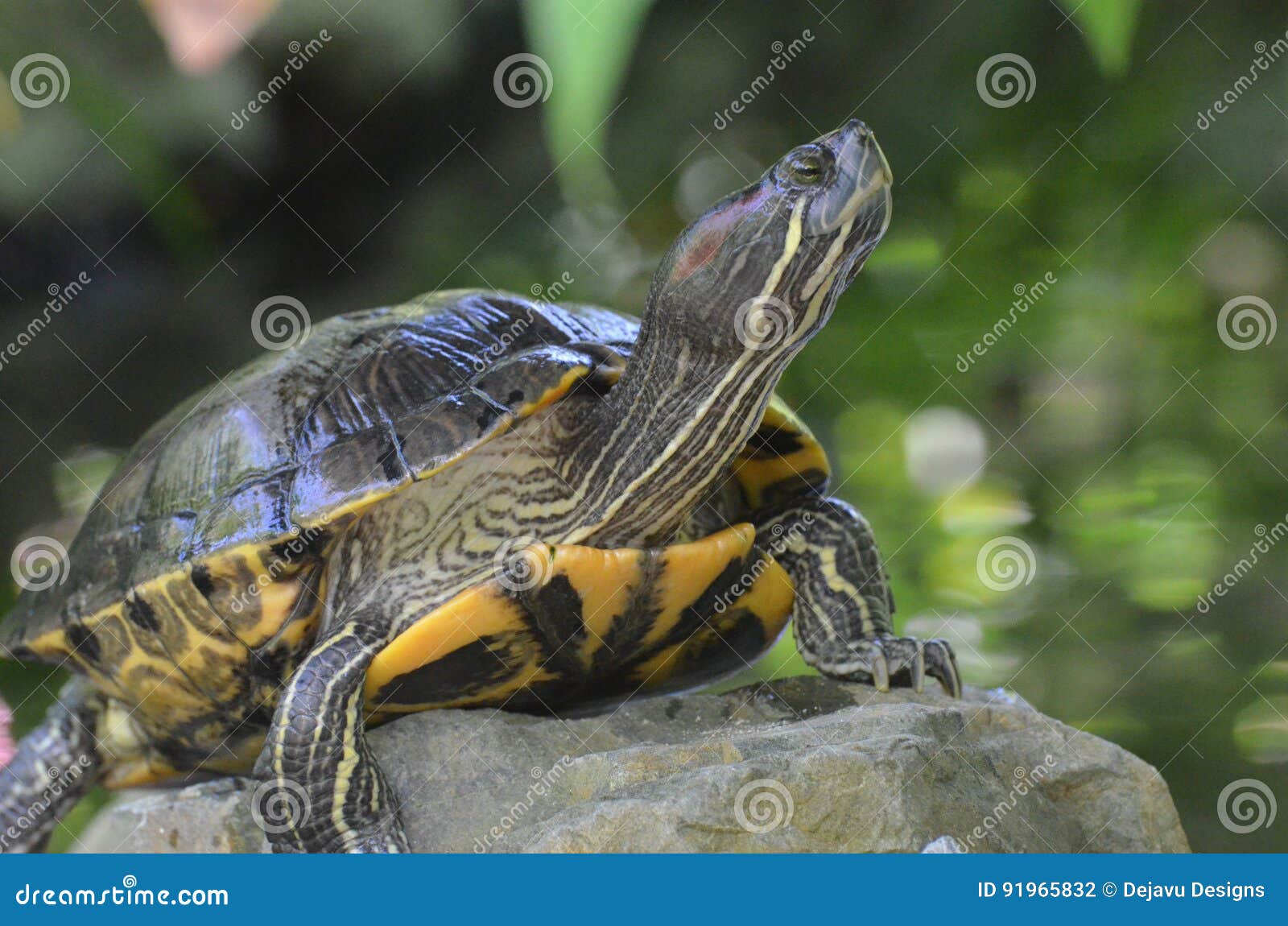 Painted Turtle Looking Up from it`s Perch on a Rock Stock Photo - Image ...