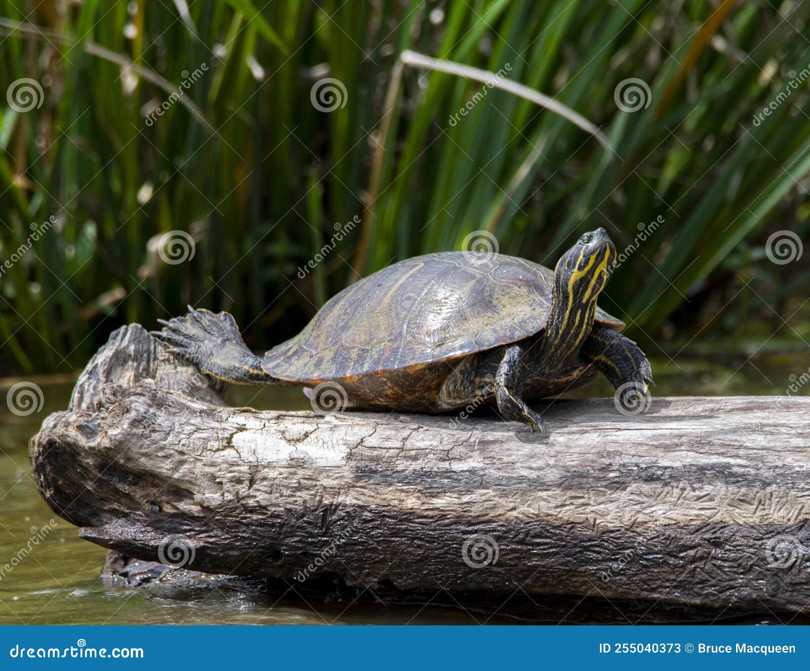 Painted Turtle perched stock image. Image of closeup - 255040373