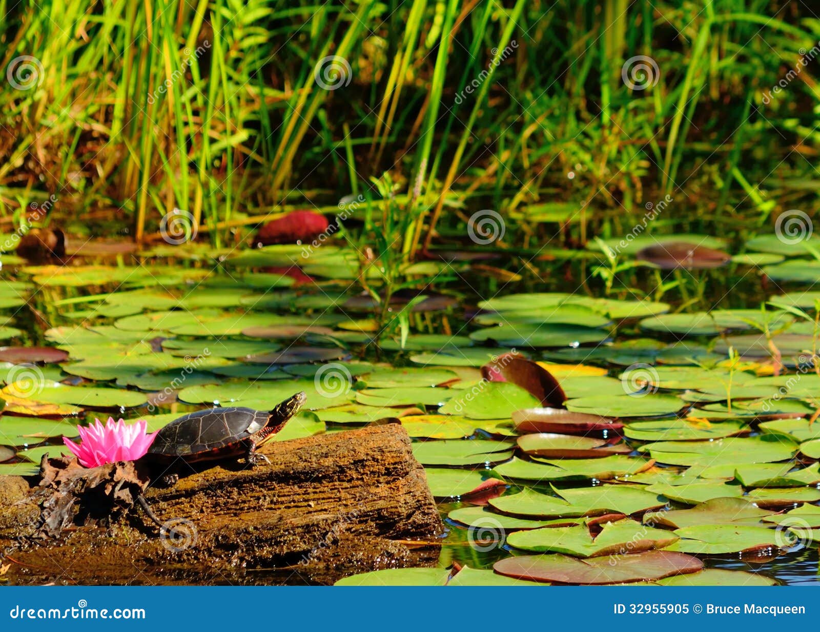 Painted Turtle stock image. Image of perched, marsh, nature - 32955905