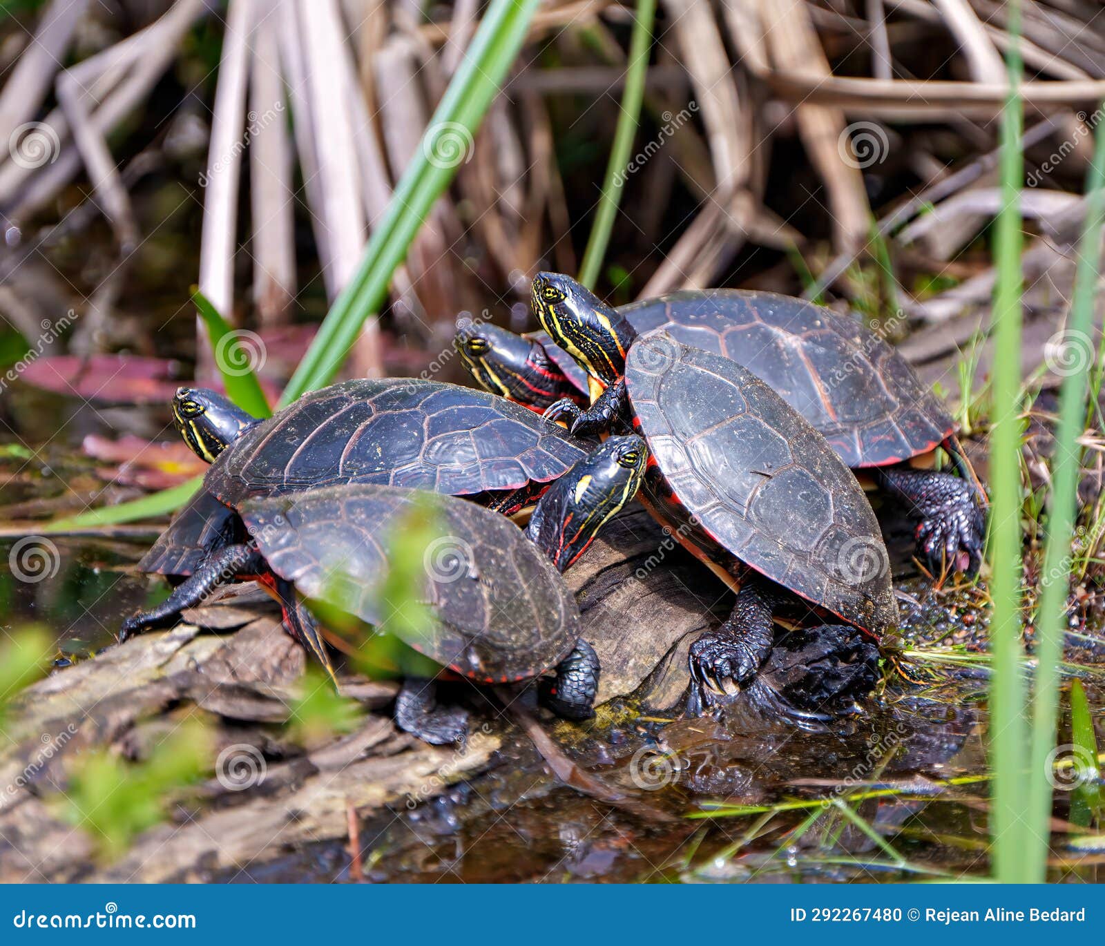 Painted Turtle Photo and Image. Group of Painted Turtle Standing on a ...
