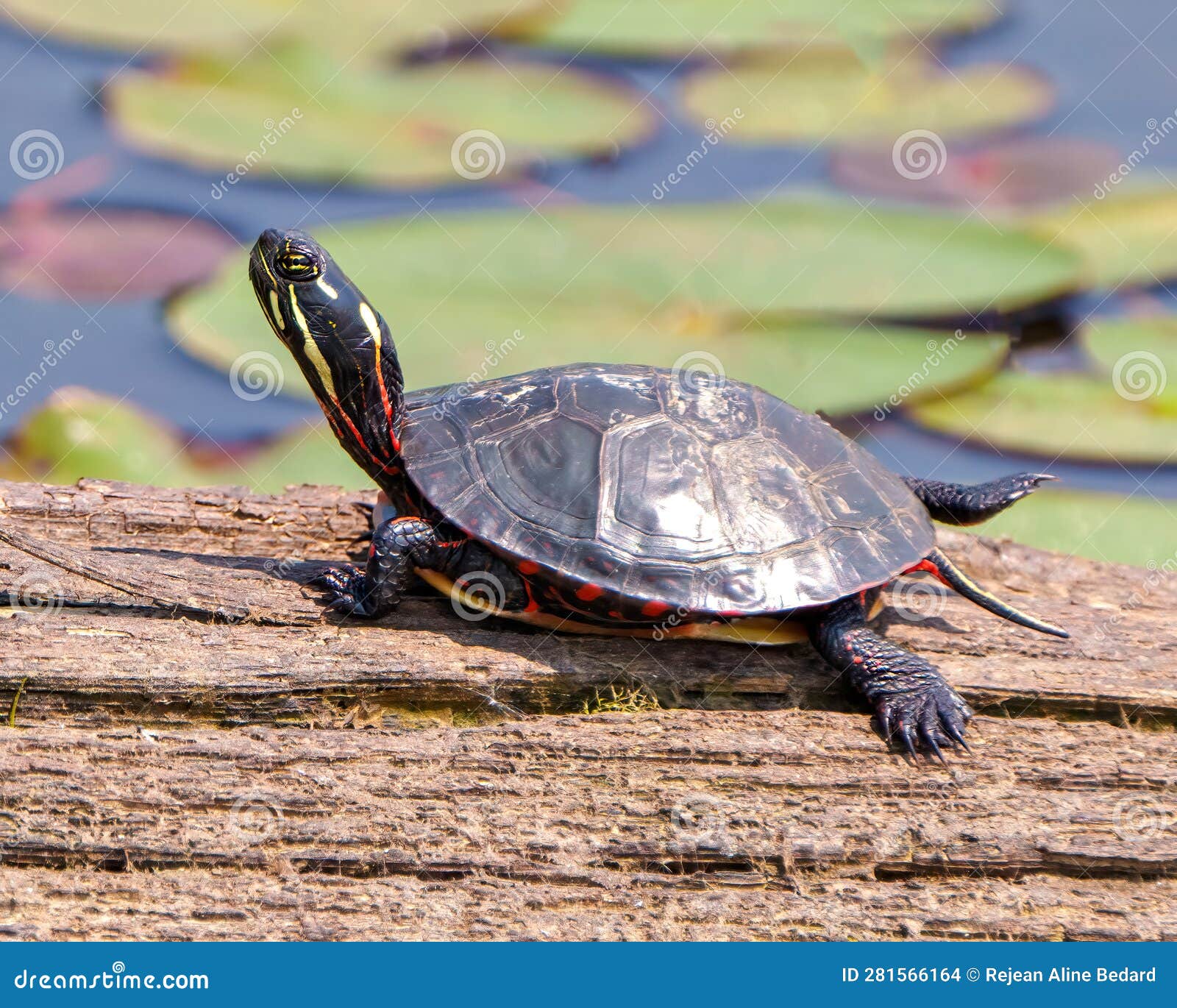 Painted Turtle Photo and Image. Resting on a Moss Log in the Pond with ...