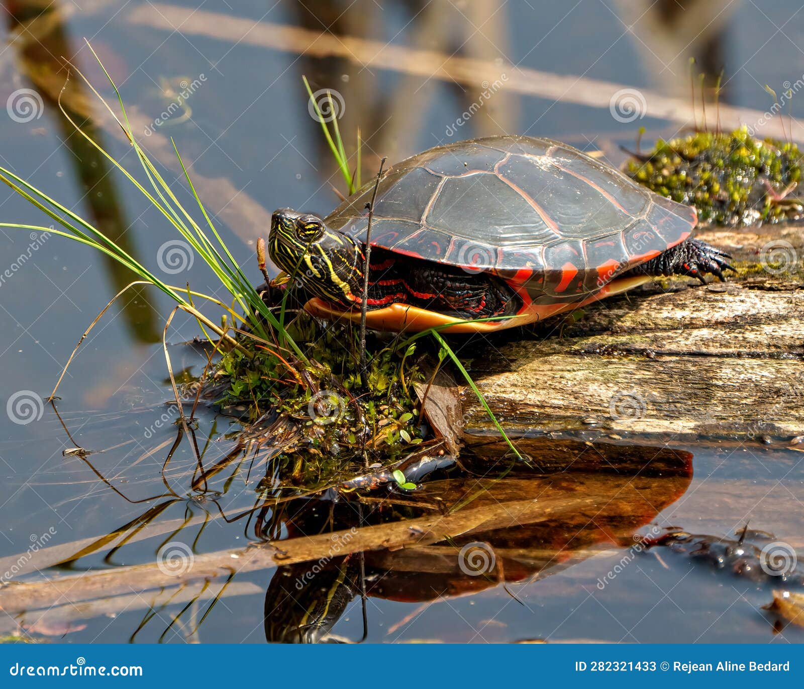 Painted Turtle Photo and Image. Resting on a Moss Log in the Pond with ...