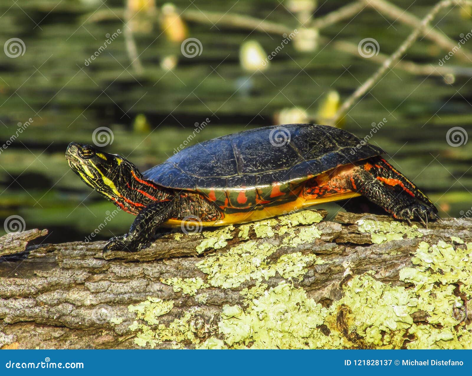 Painted Turtle on Mossy Log Stock Image - Image of eastern, painted ...
