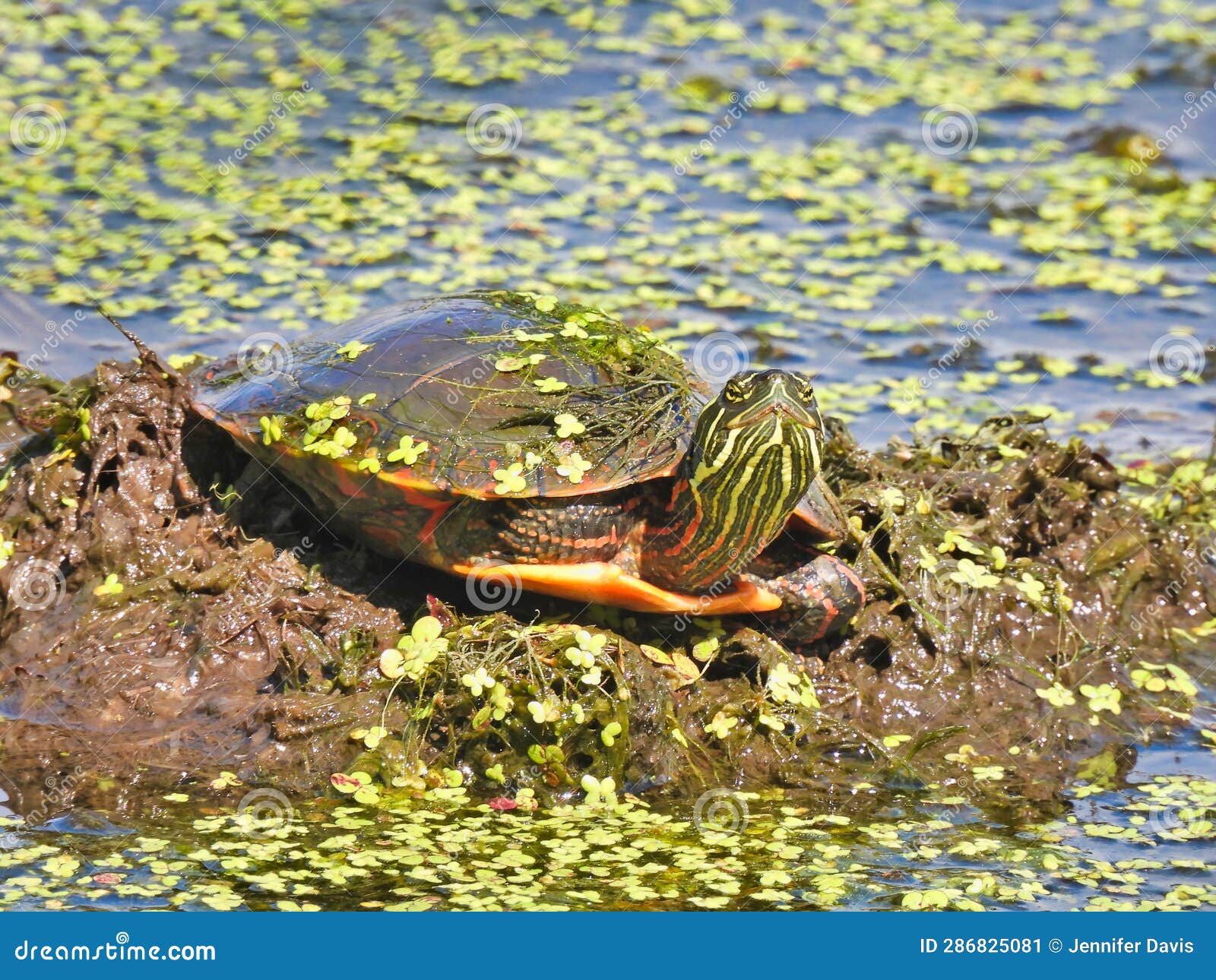 Painted Turtle Sitting on Mud with Duck Week in a Pond Stock Image ...