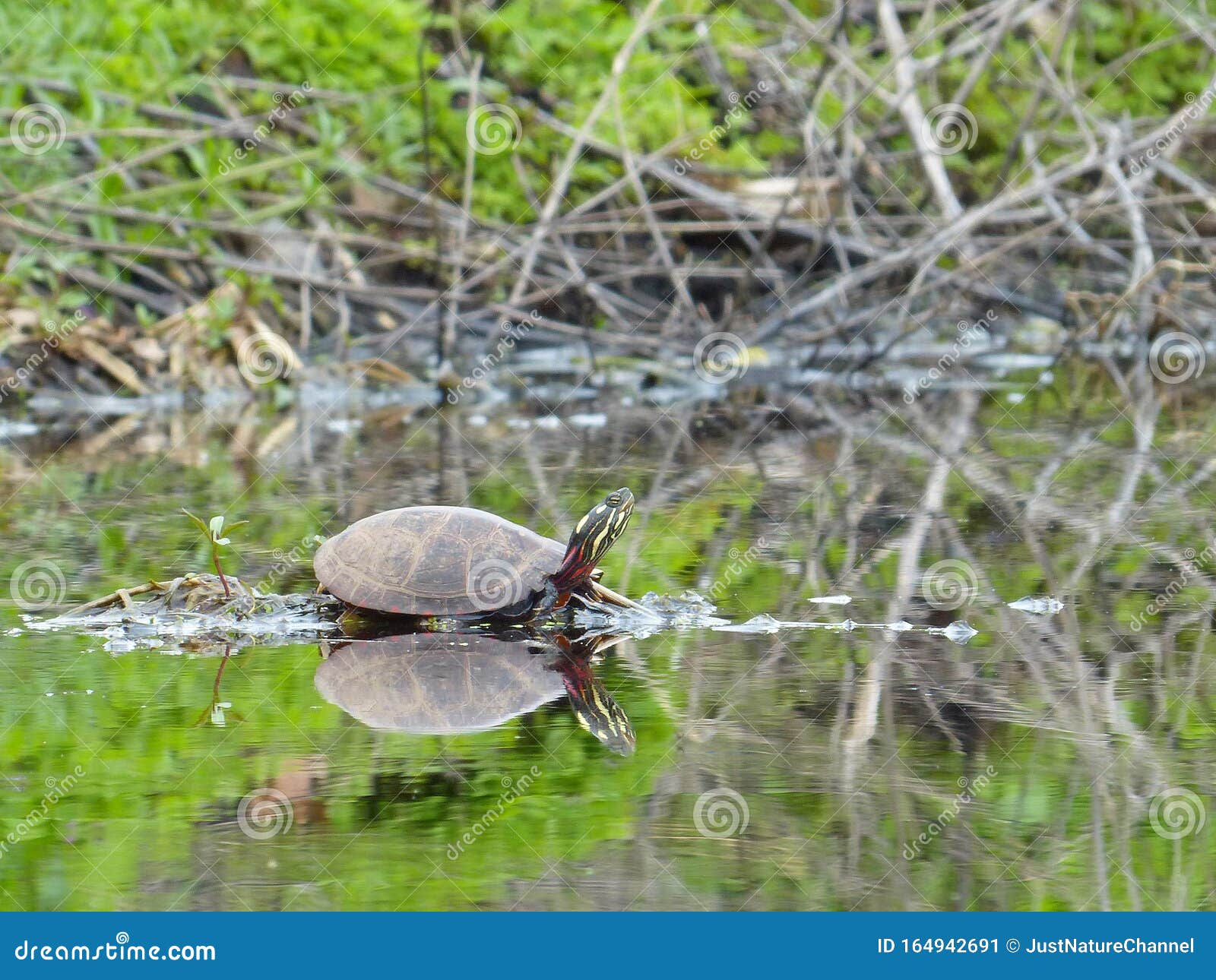 Painted Turtle in Swampy Puddle Stock Image - Image of painted, dried ...